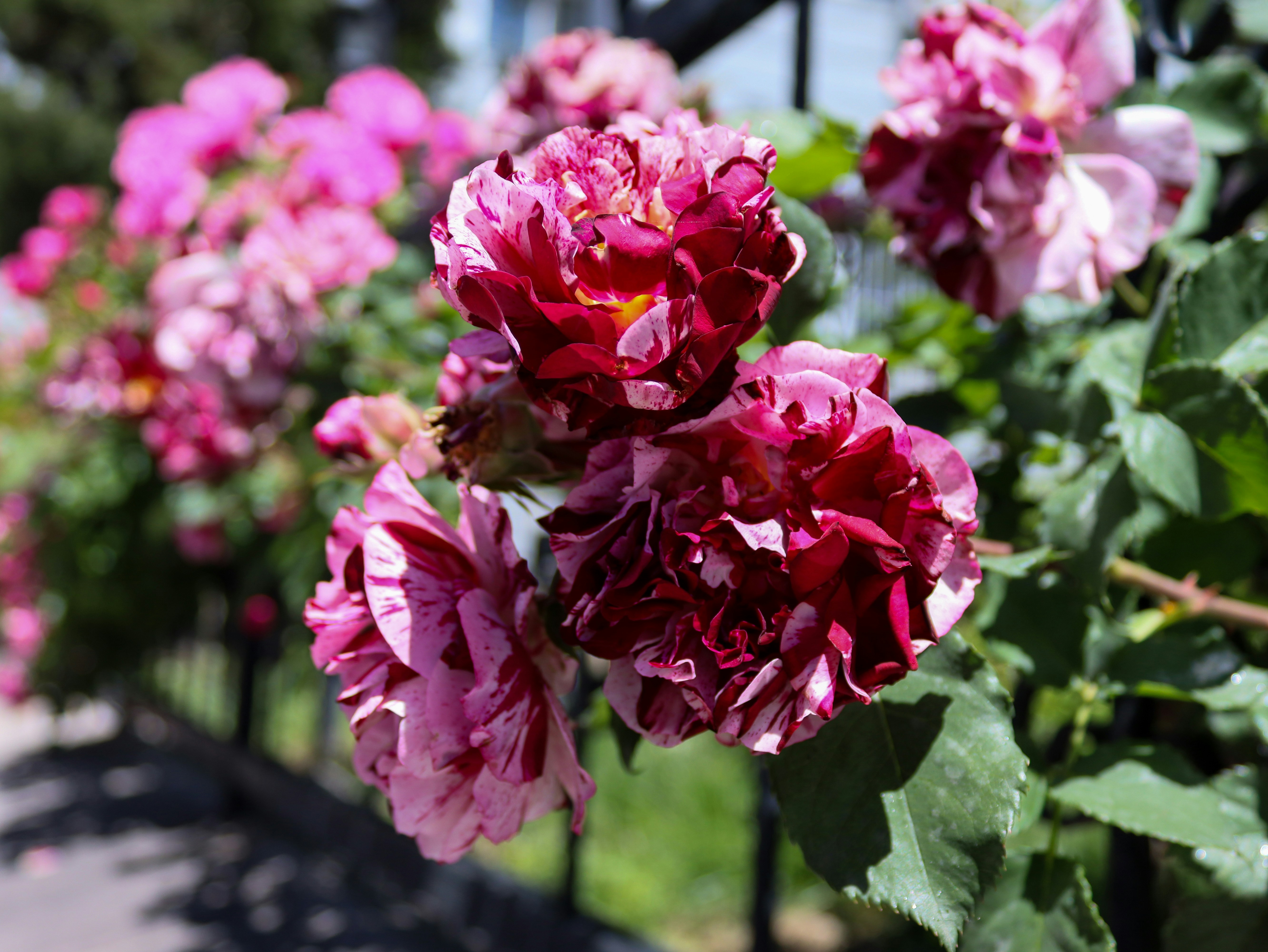 Crimson Roses in a Sunlit Garden Frame