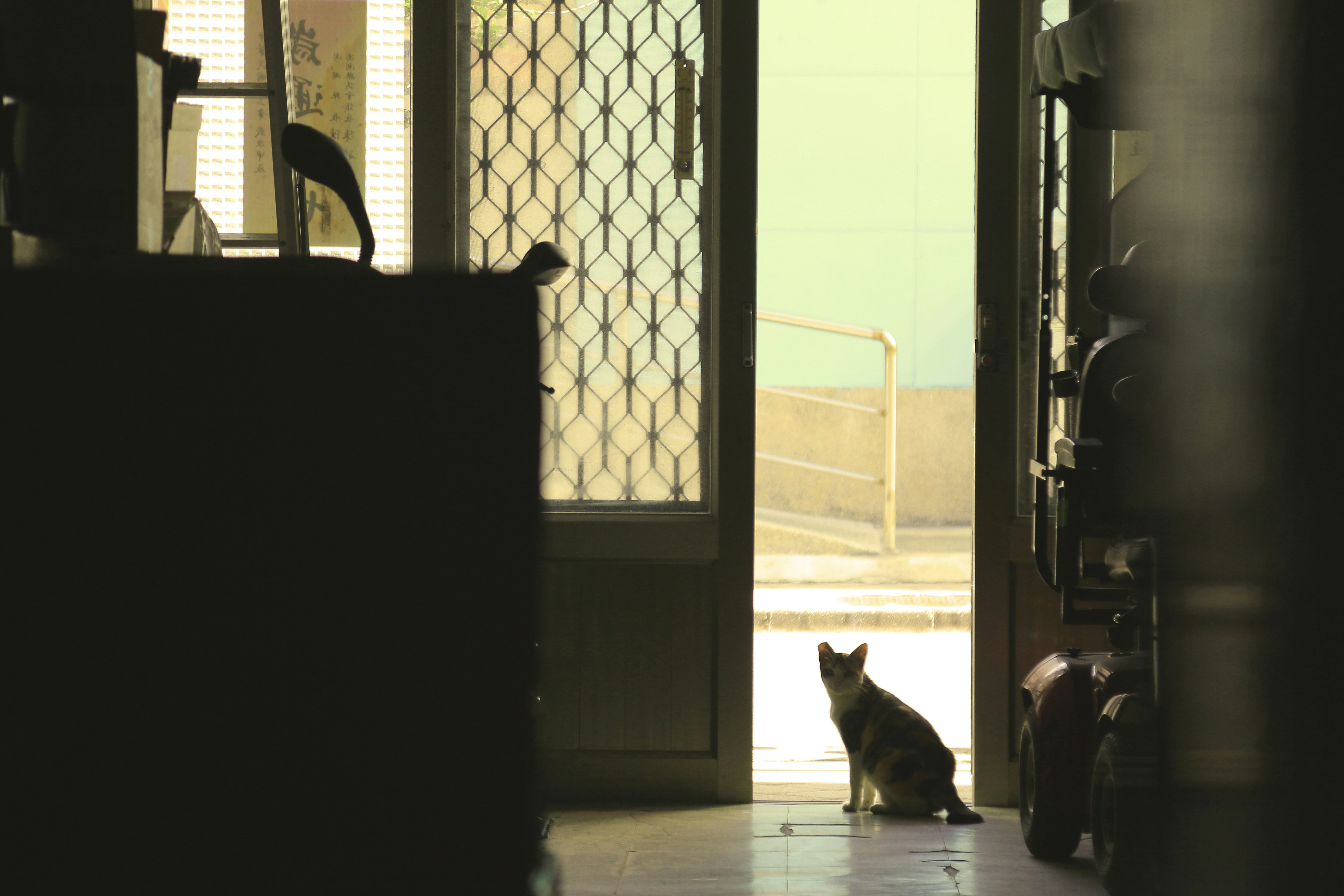 Cat at the Threshold: Quiet Entrance to the Sunlit Courtyard