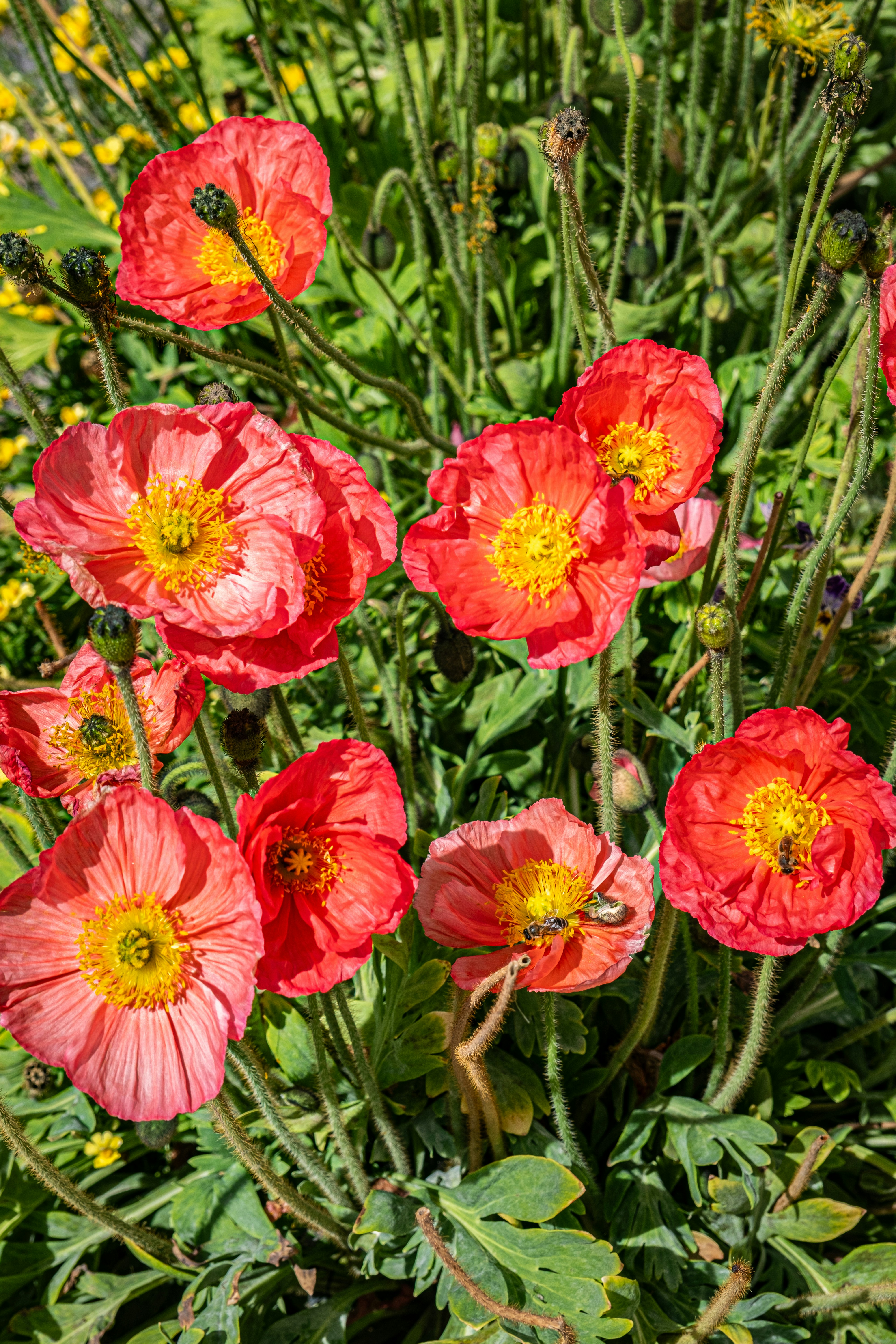 Crimson Poppies in Sunlit Border