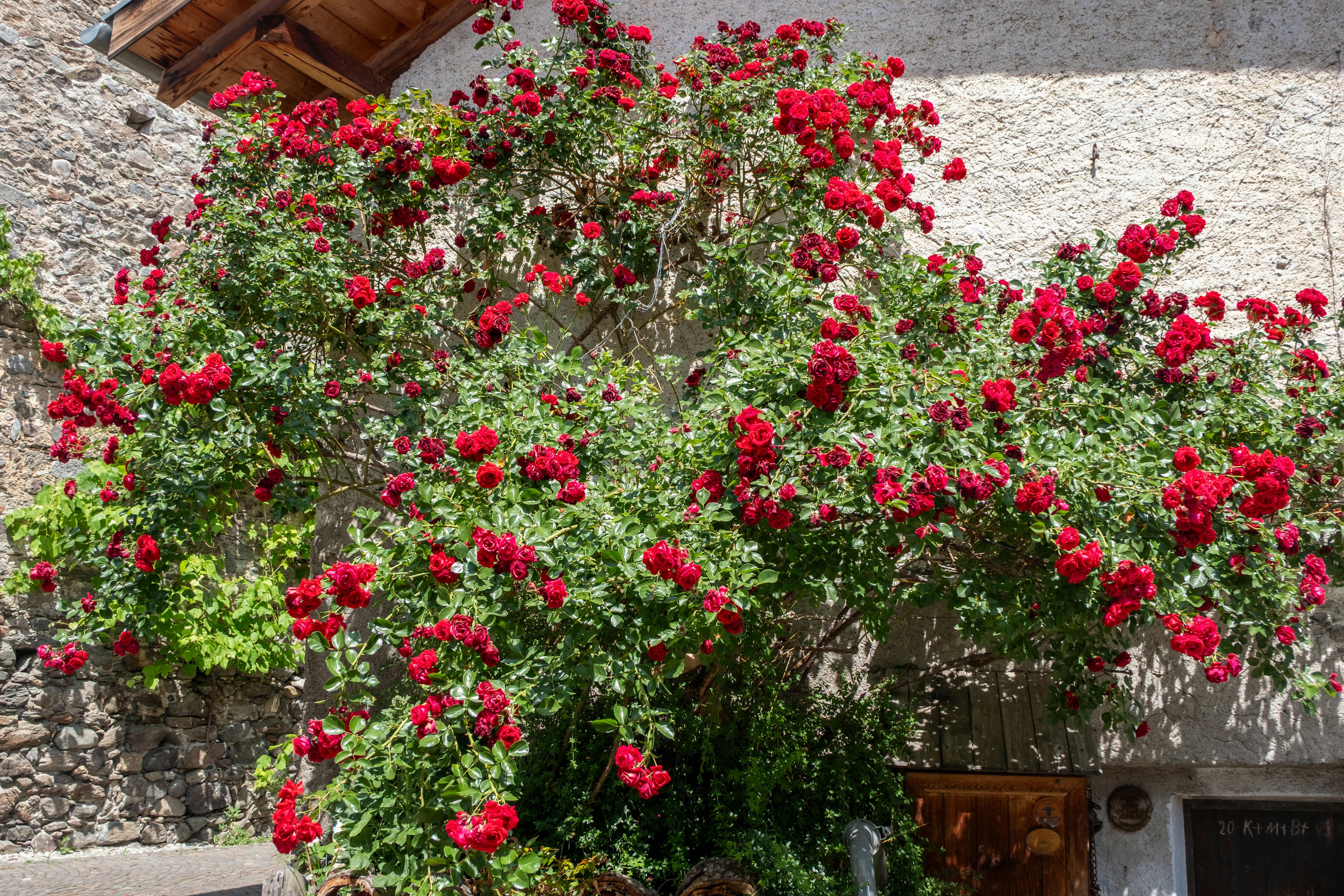 Crimson Bouquets on a Rustic Stone Wall