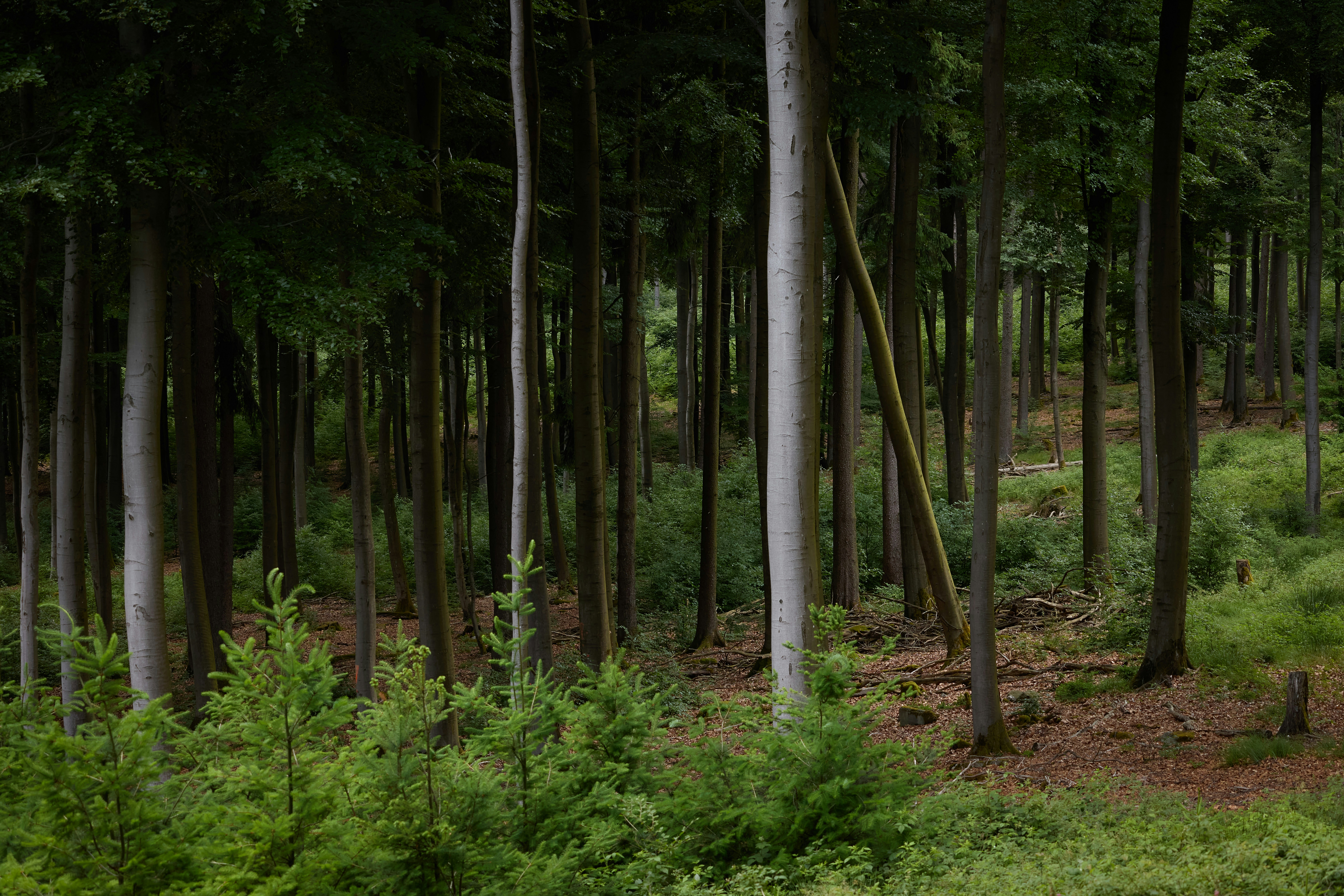 Emerald Corridor: A Quiet Spine of Pine in the Dusk Forest