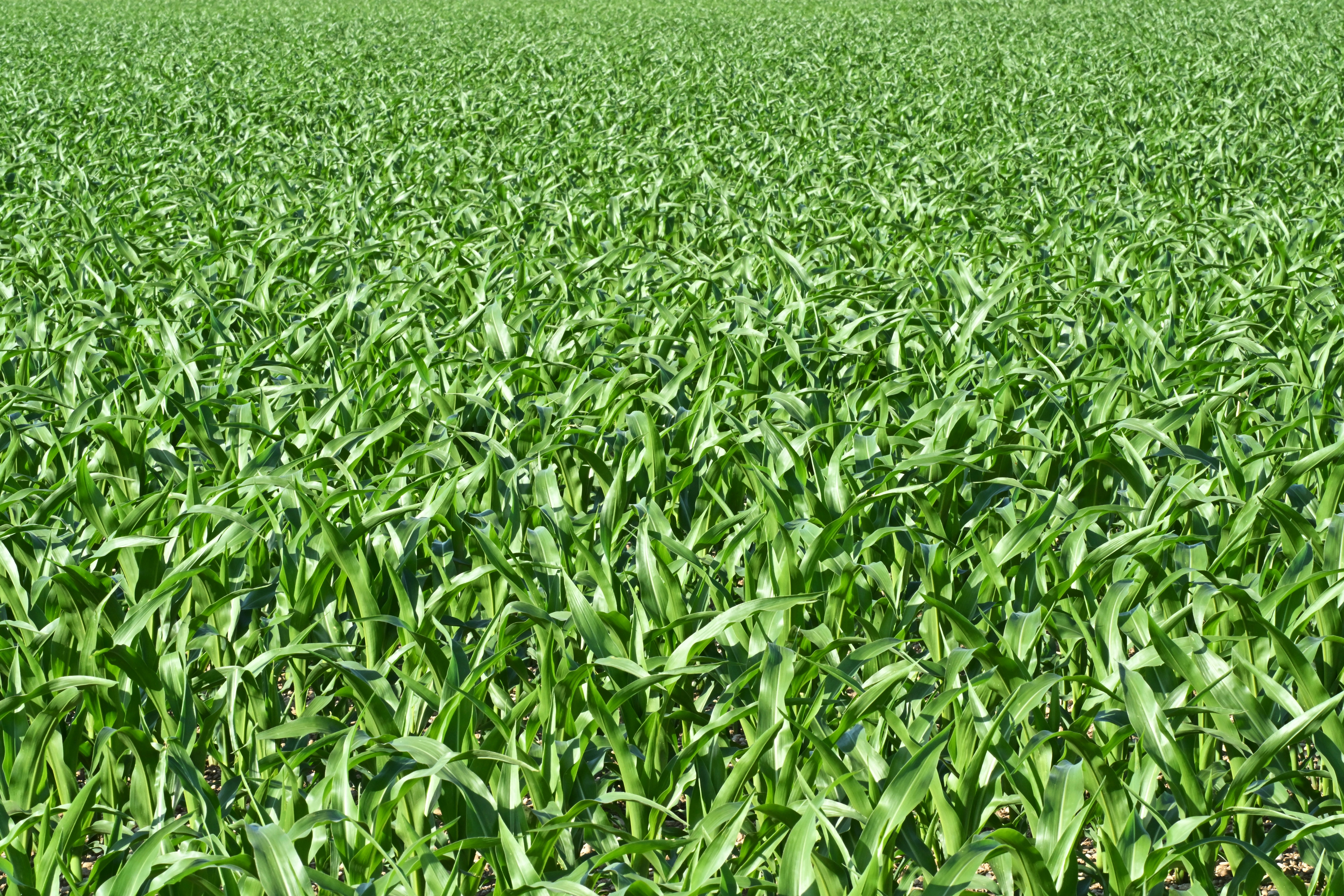 Endless Green: a Field of Early Growth