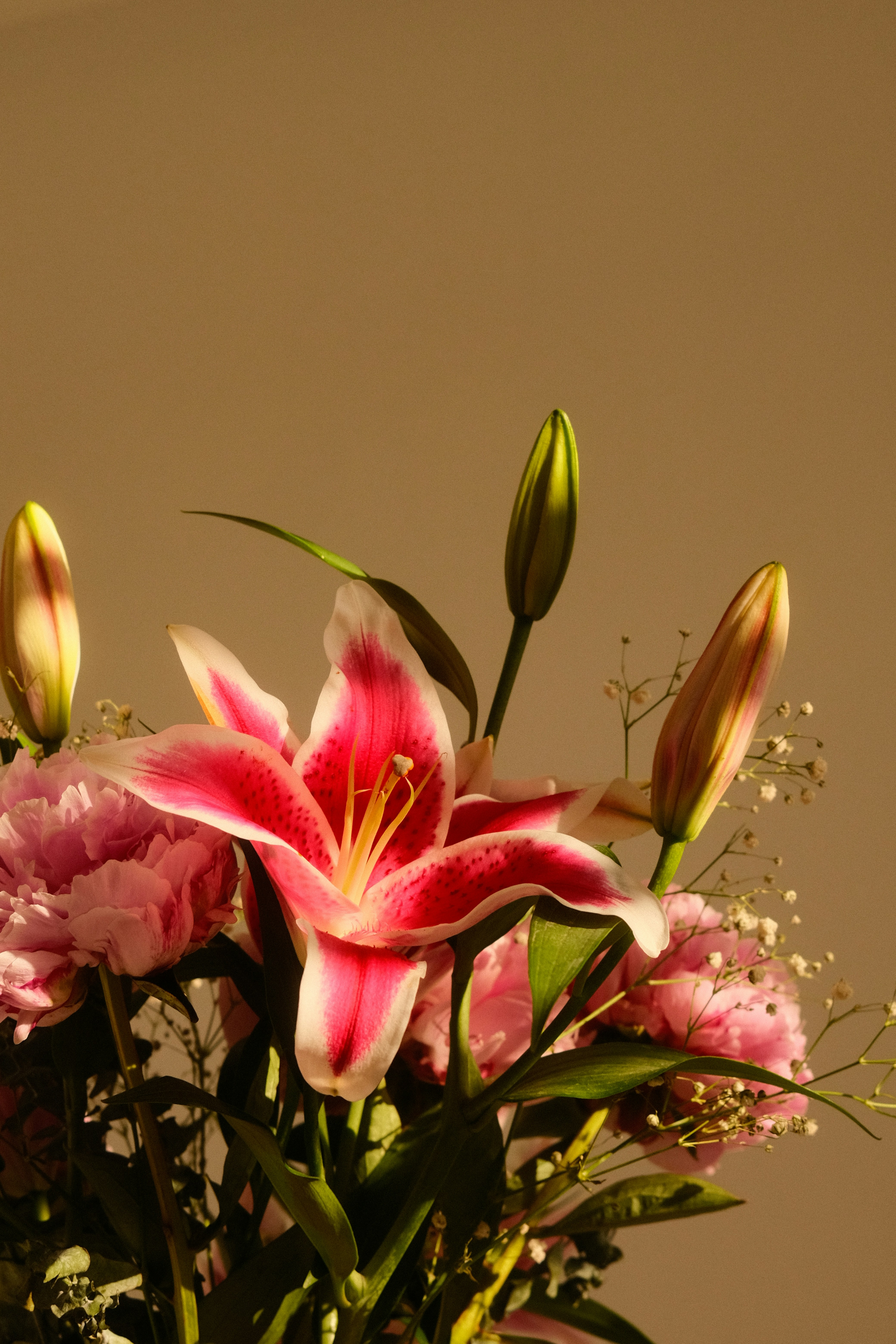 Pink Stargazer Bloom in Soft Backlight