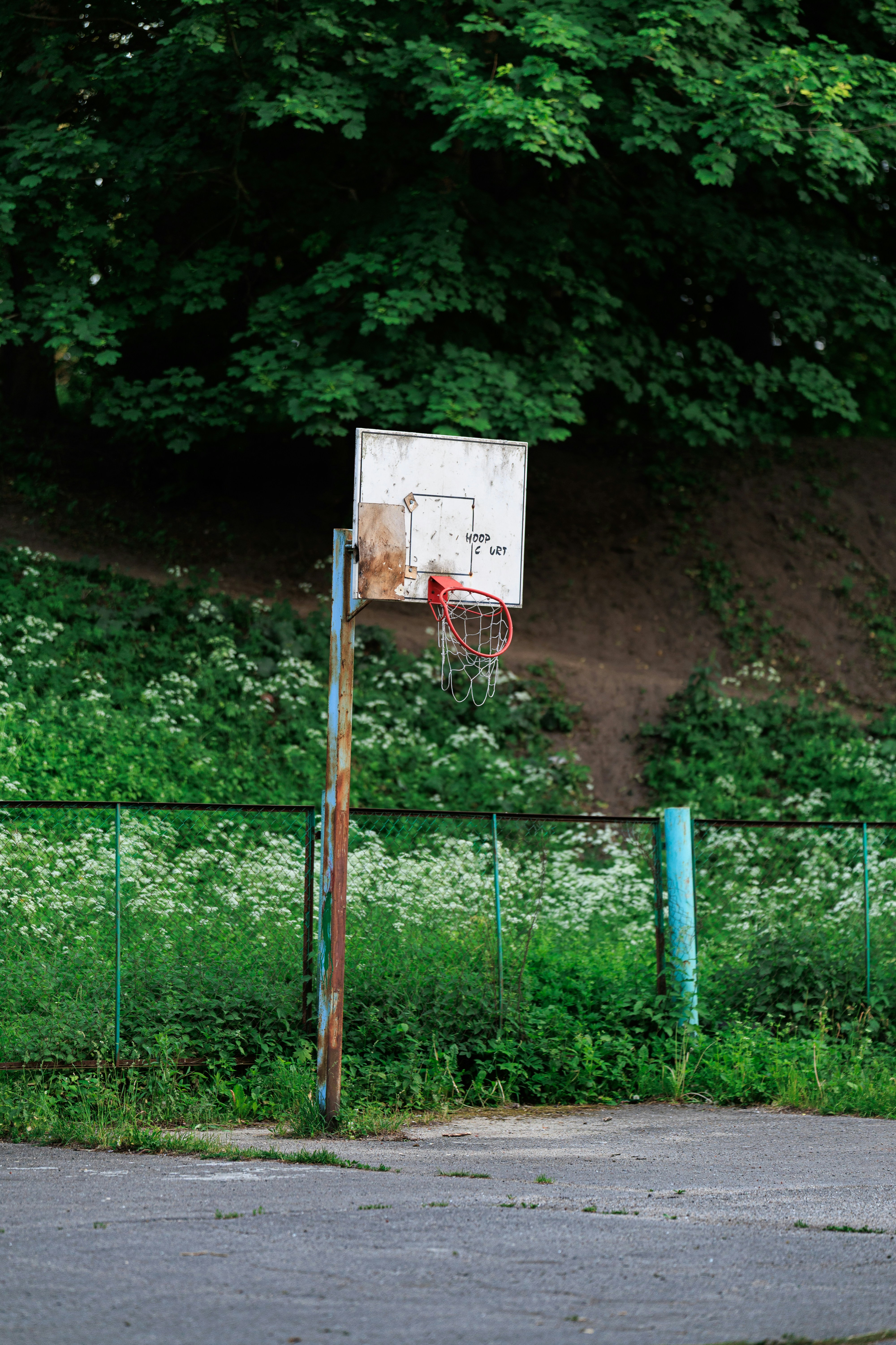 Rust and Reclaim: A Worn Basketball Hoop Amid Green Silence