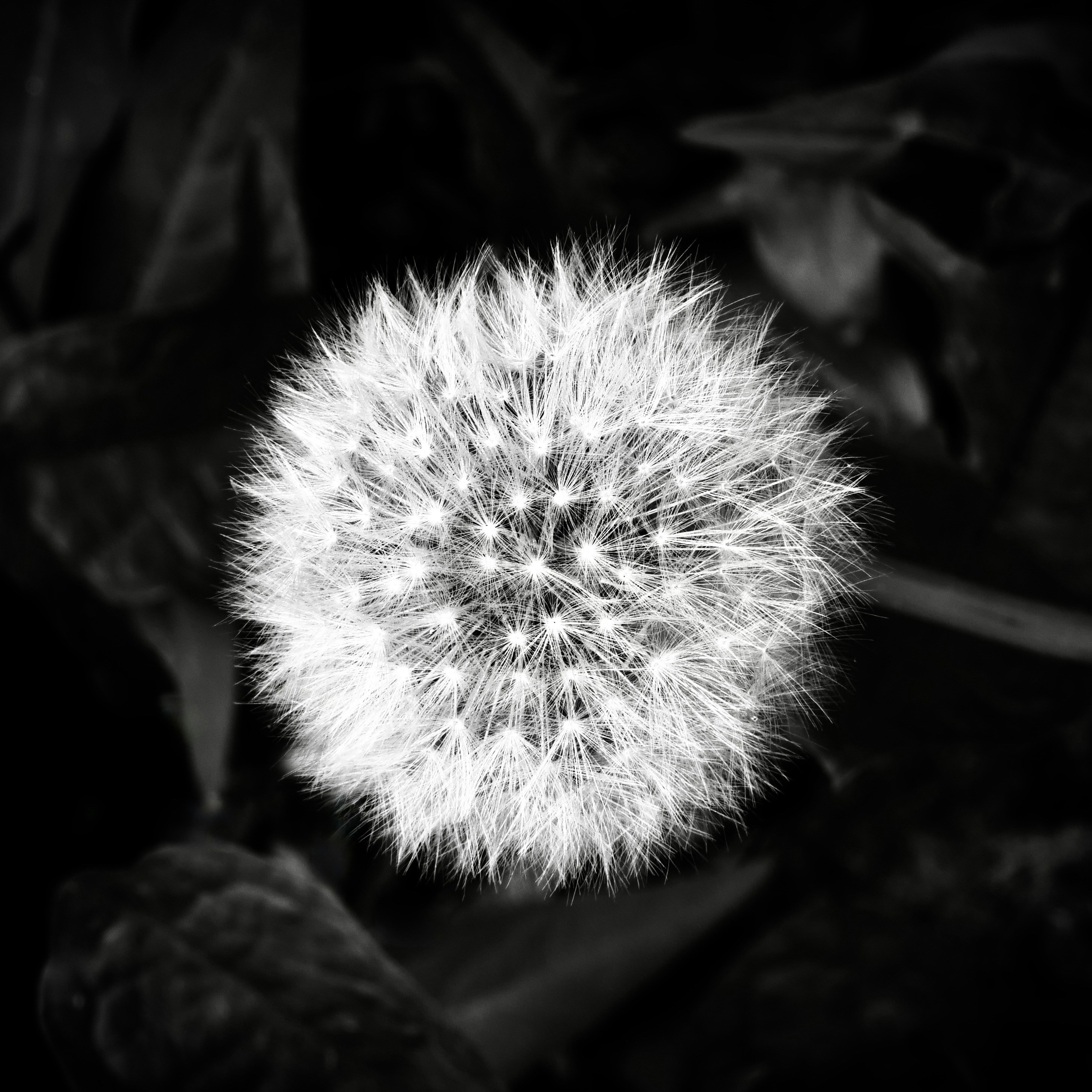 Monochrome Dandelion: Central Bloom in Quiet Darkness