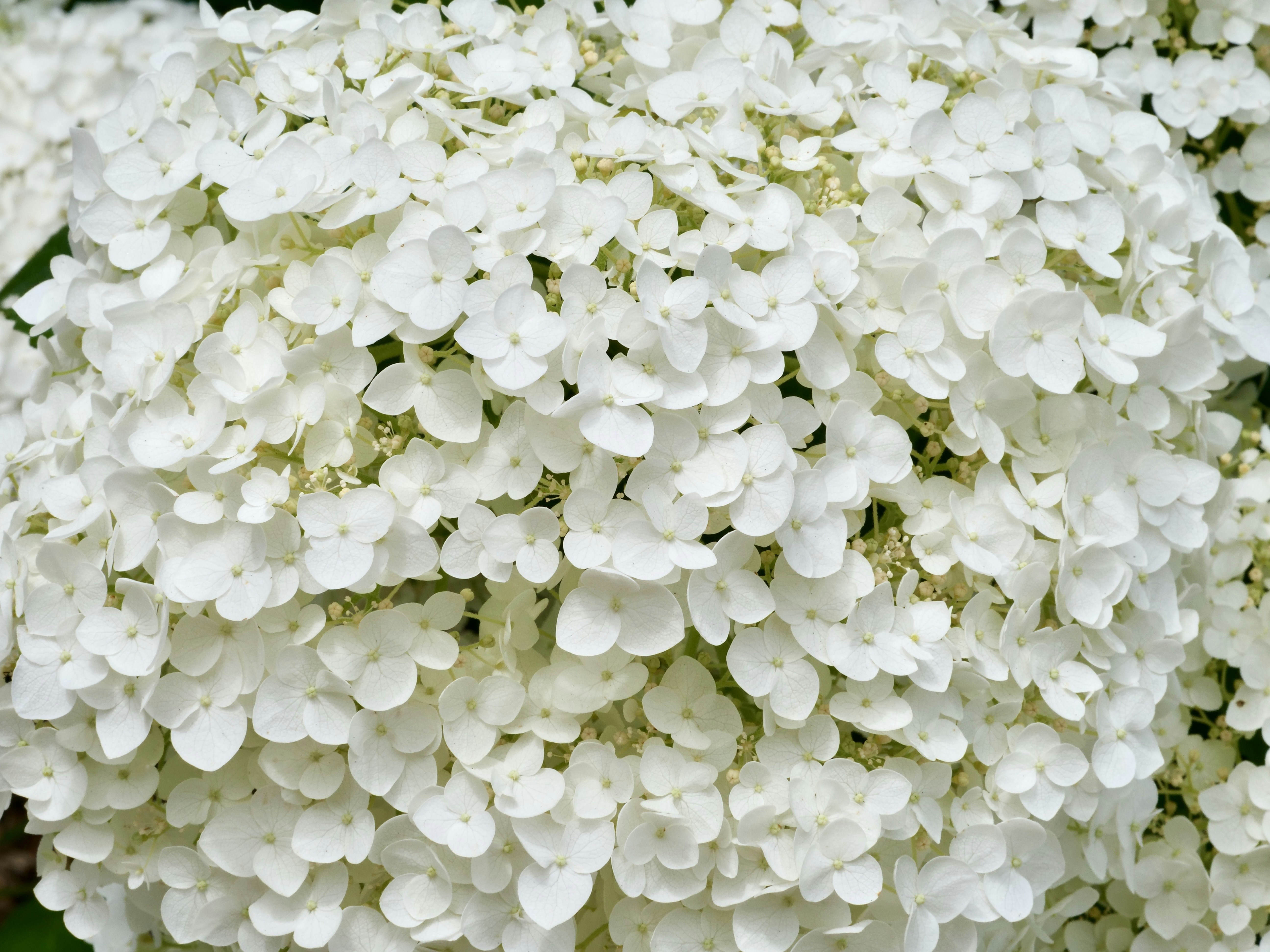 Ethereal White Hydrangea Bloomscape
