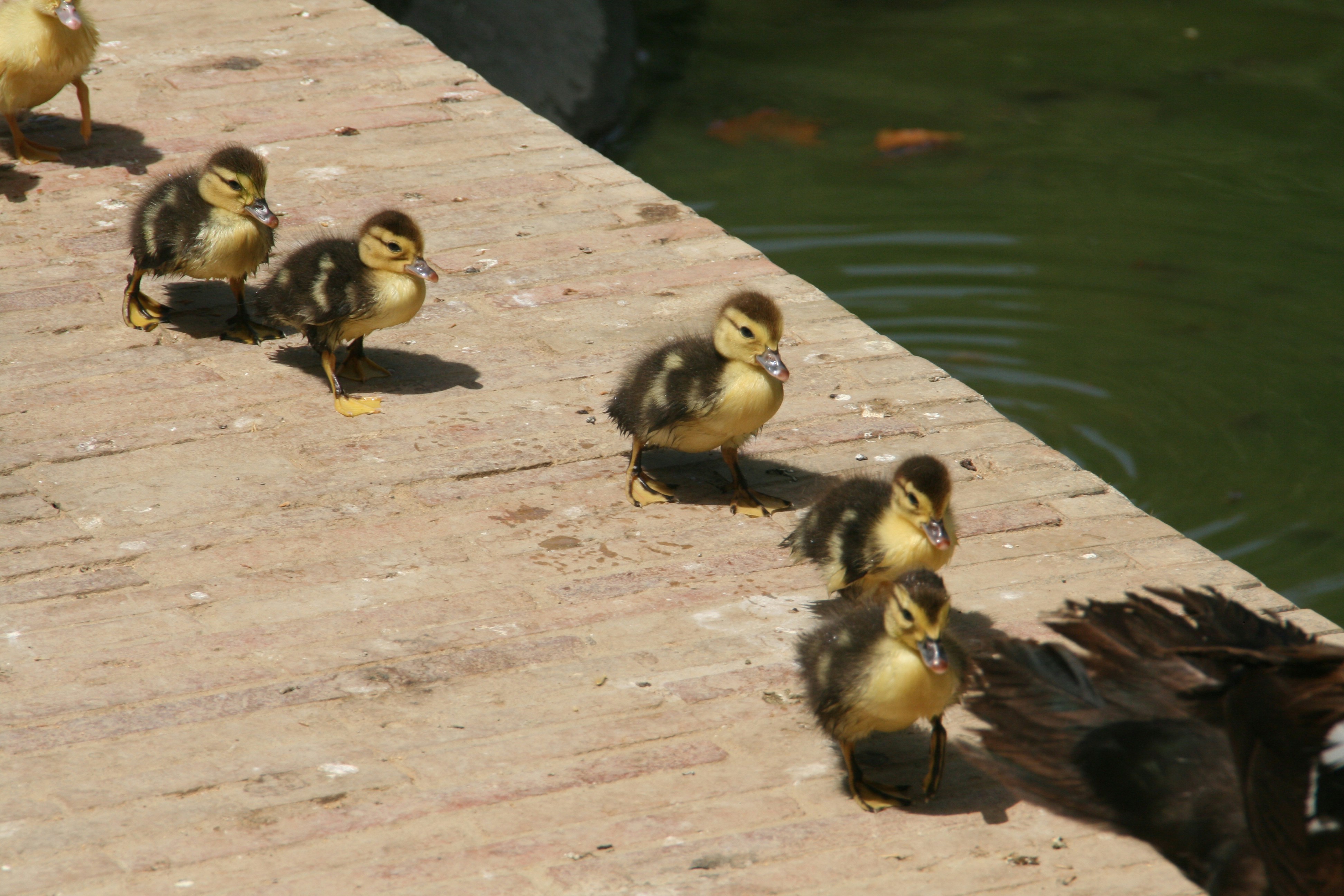 Littoral Parade: Ducklings Step Off the Dock