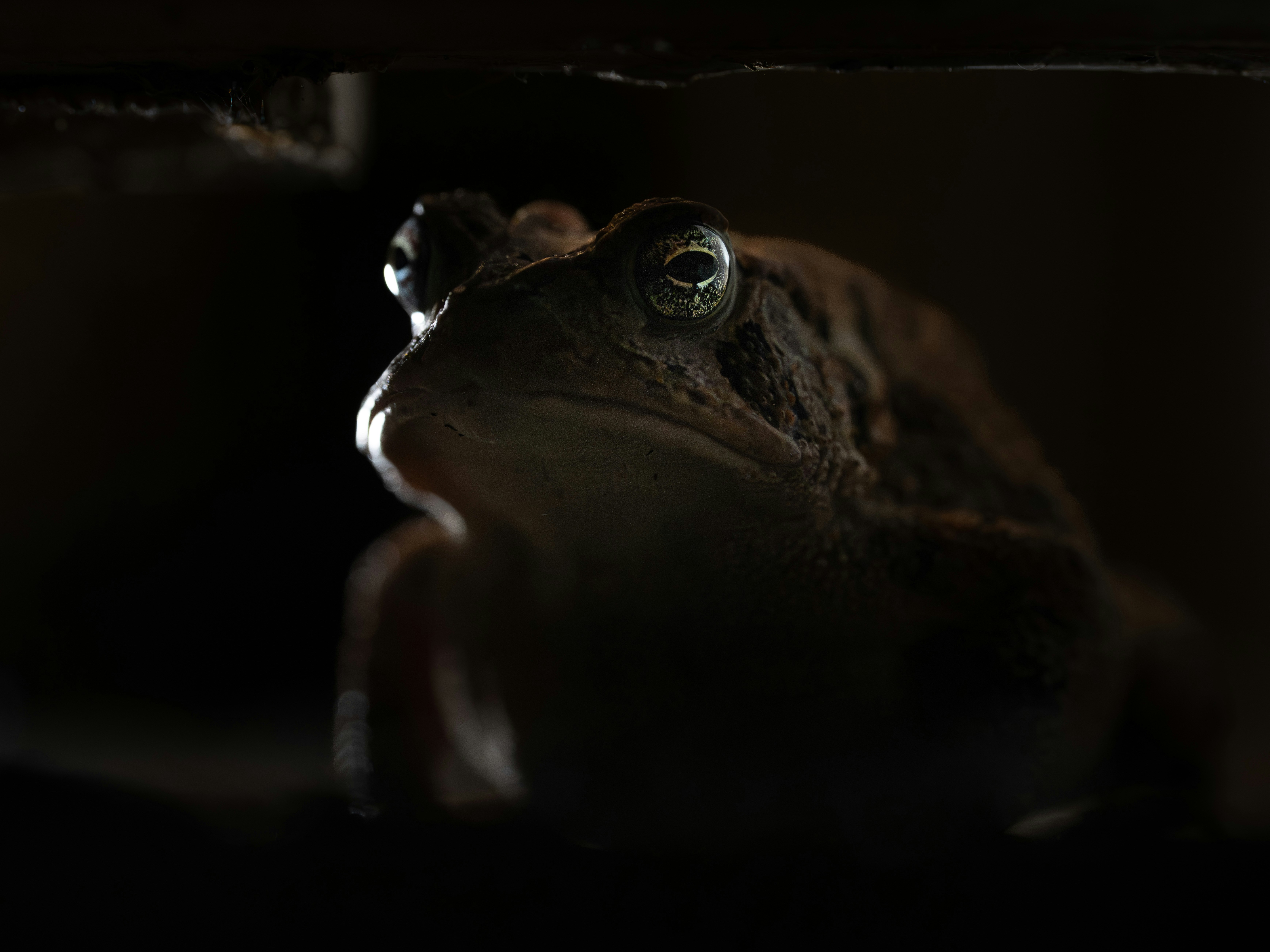 Low-Light Encounter: A Frog Gaze from the Shadowed Edge