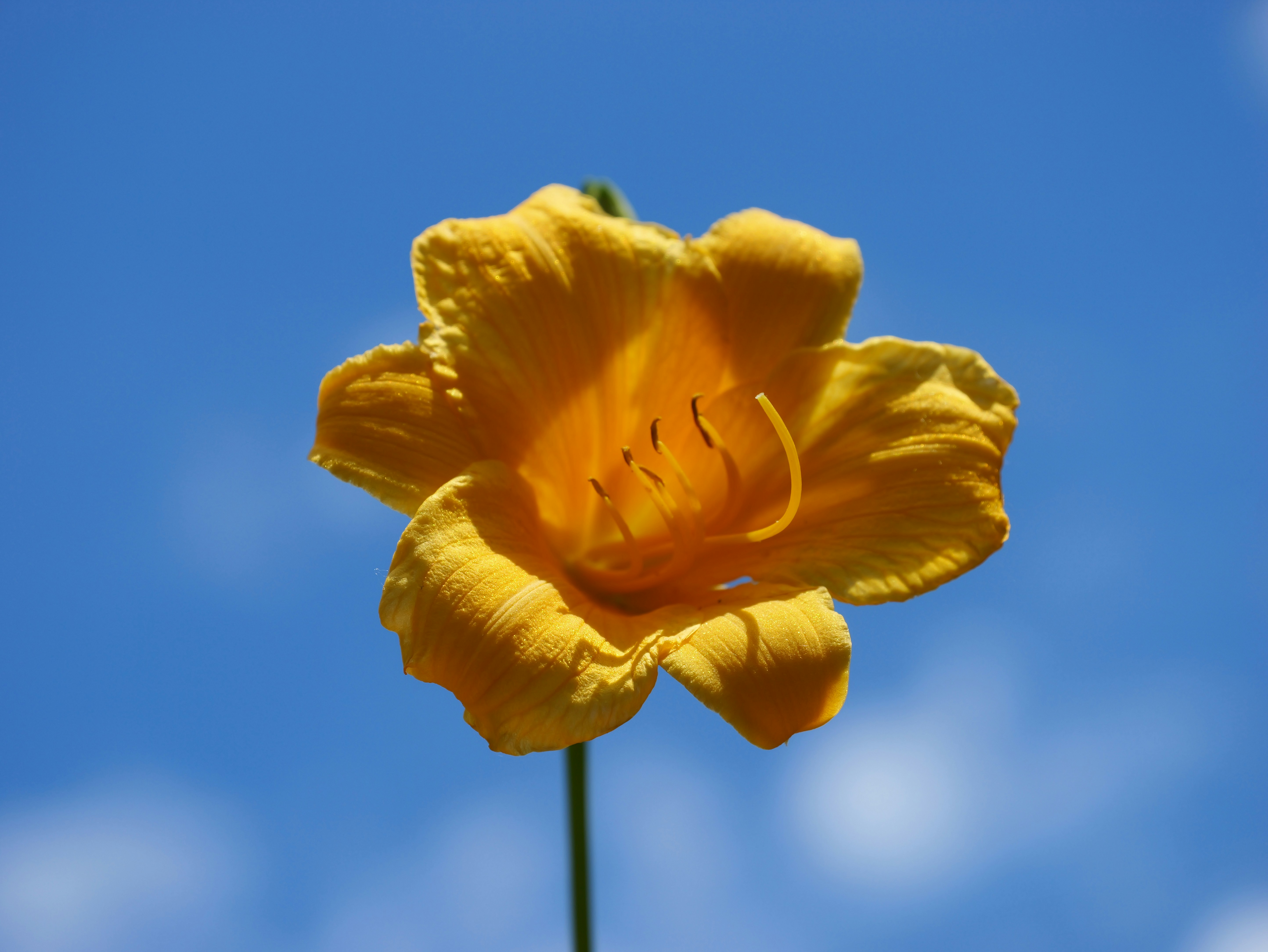 Sunlit Golden Bloom Reaching Toward the Sky