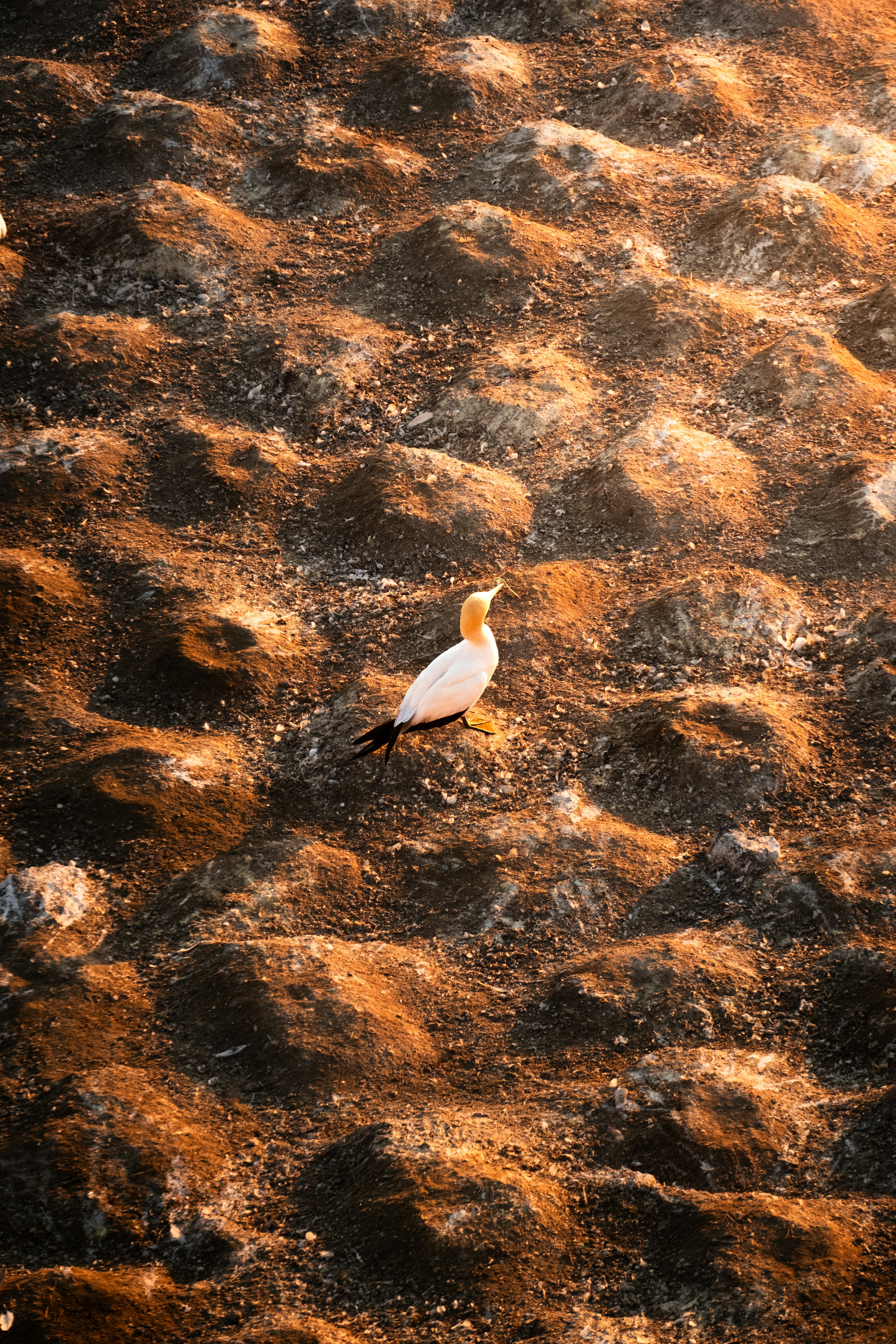 Single White Egret on Burnt Crater Ground at Dusk
