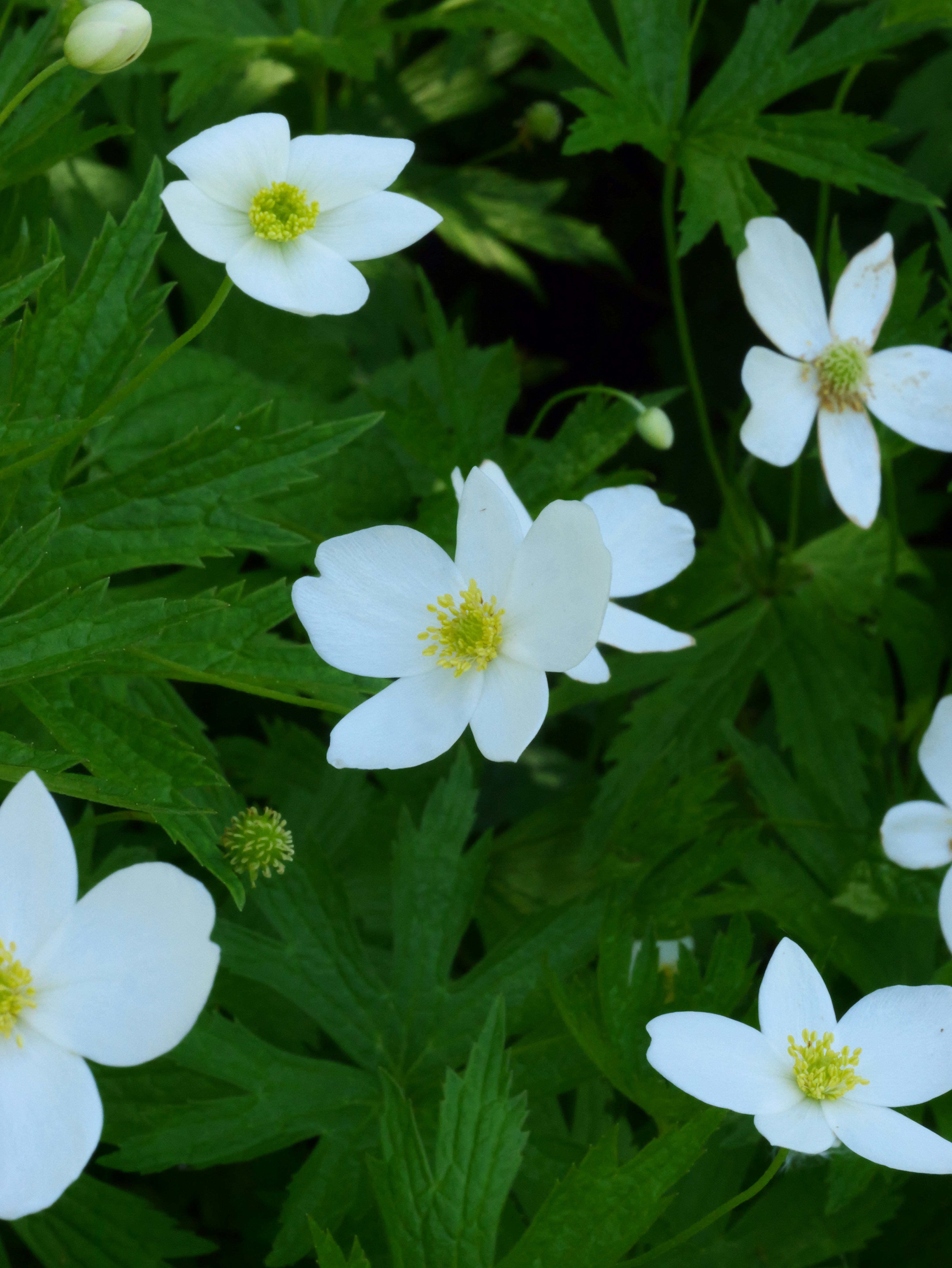 White flowers with yellow centers bloom among green leaves.