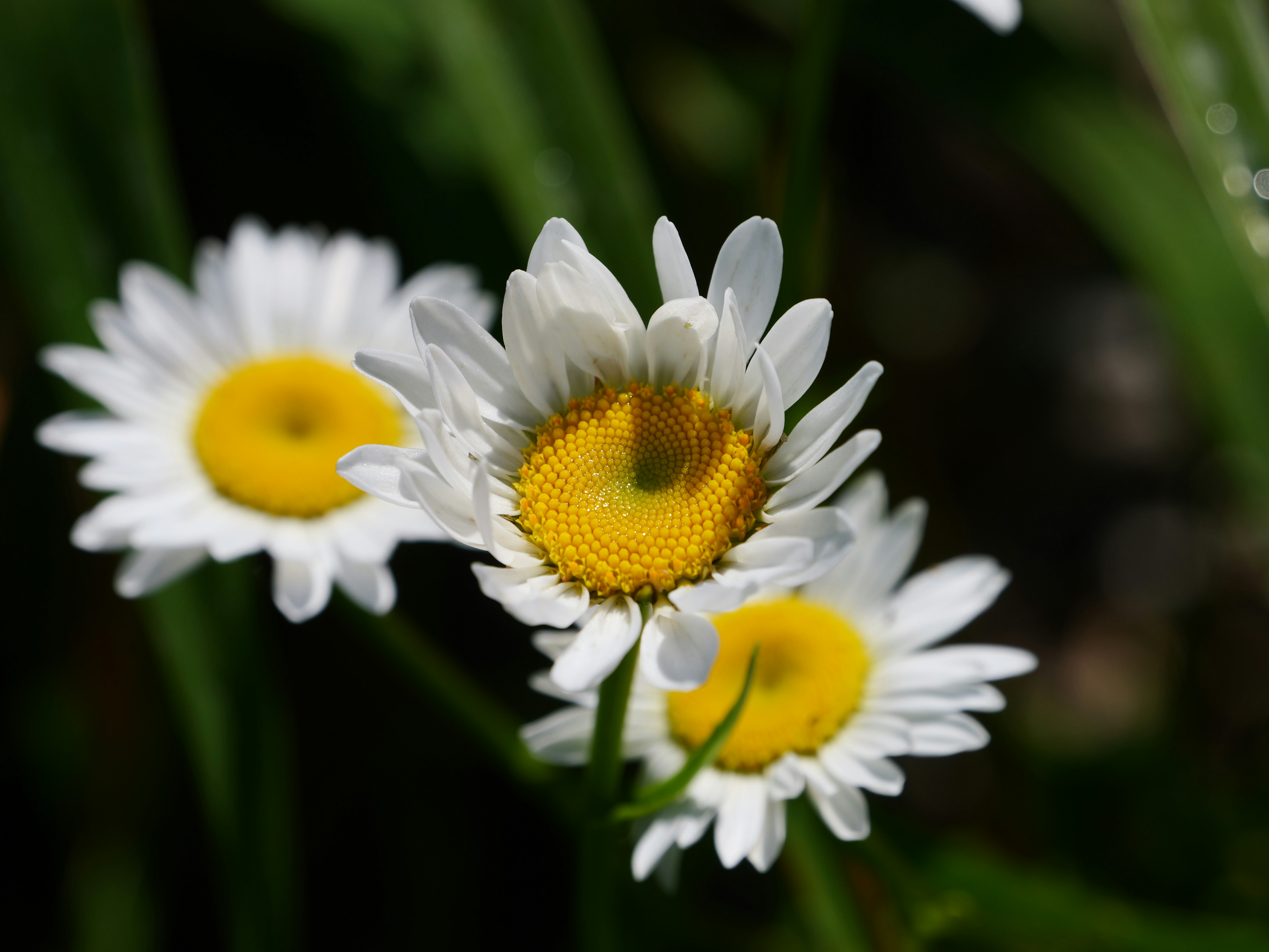 Close‑up of a trio of daisies: bright centers and delicate white petals