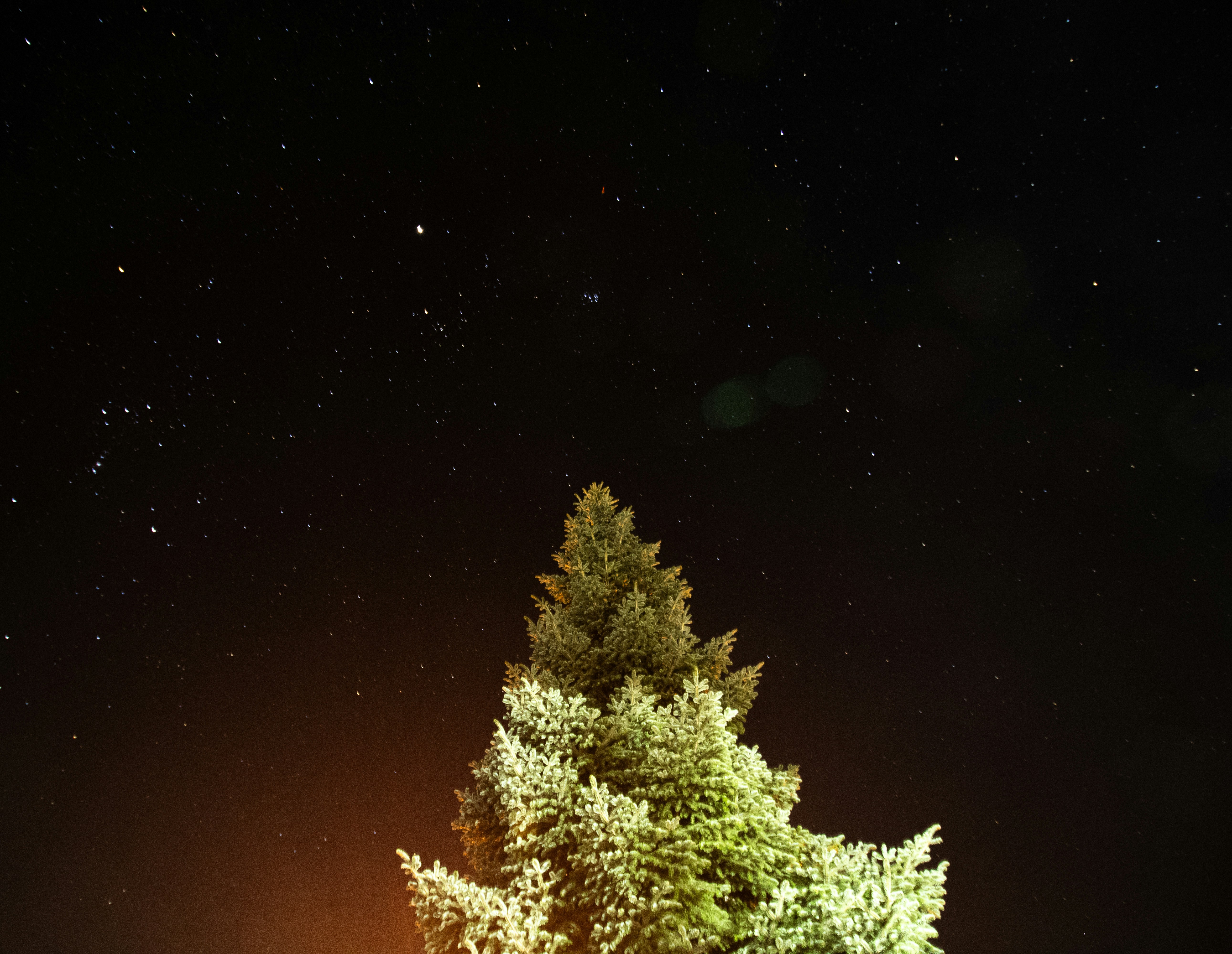 Starlit Sky Over a Glowing Conifer