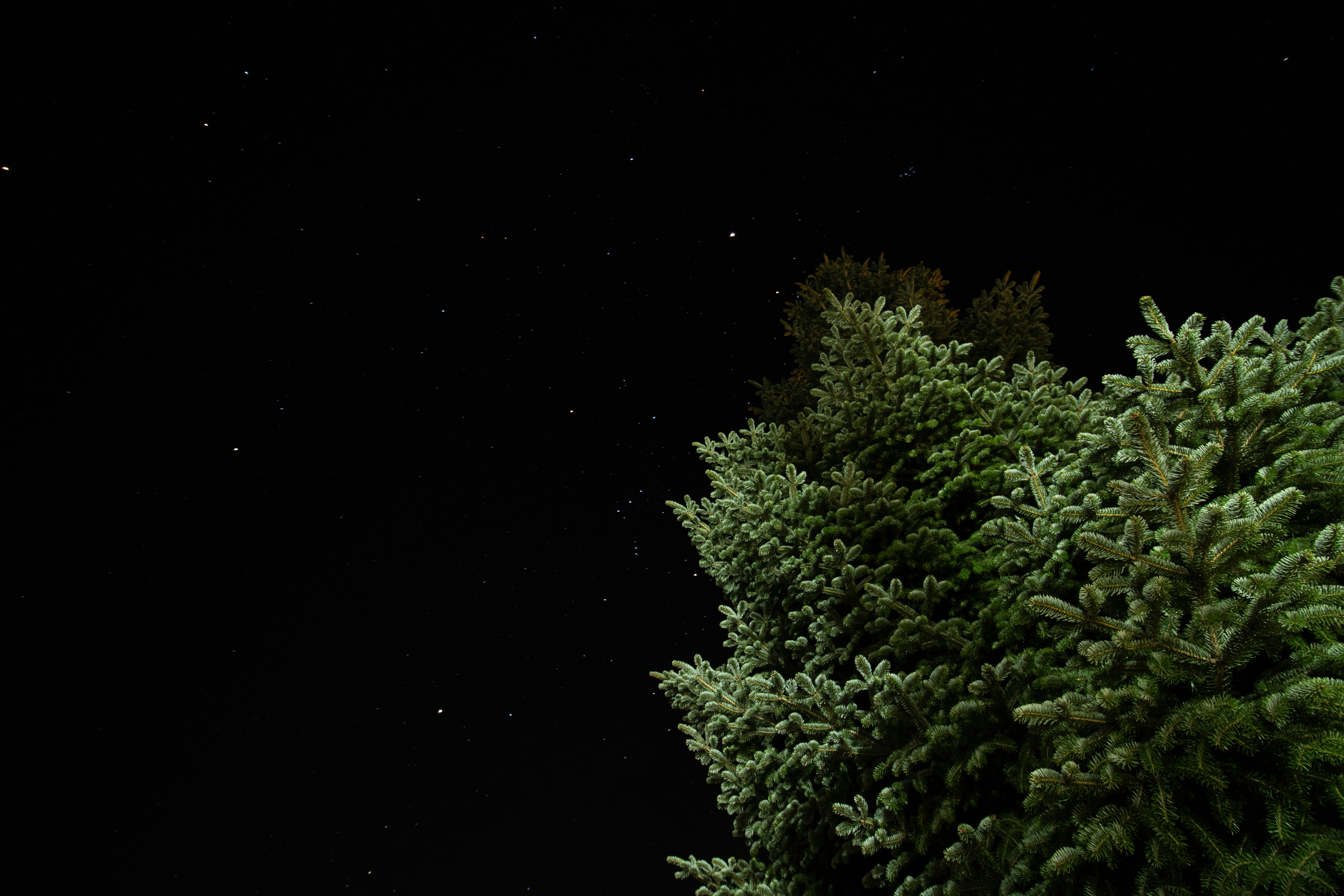 Night Sky Above the Pine Crown