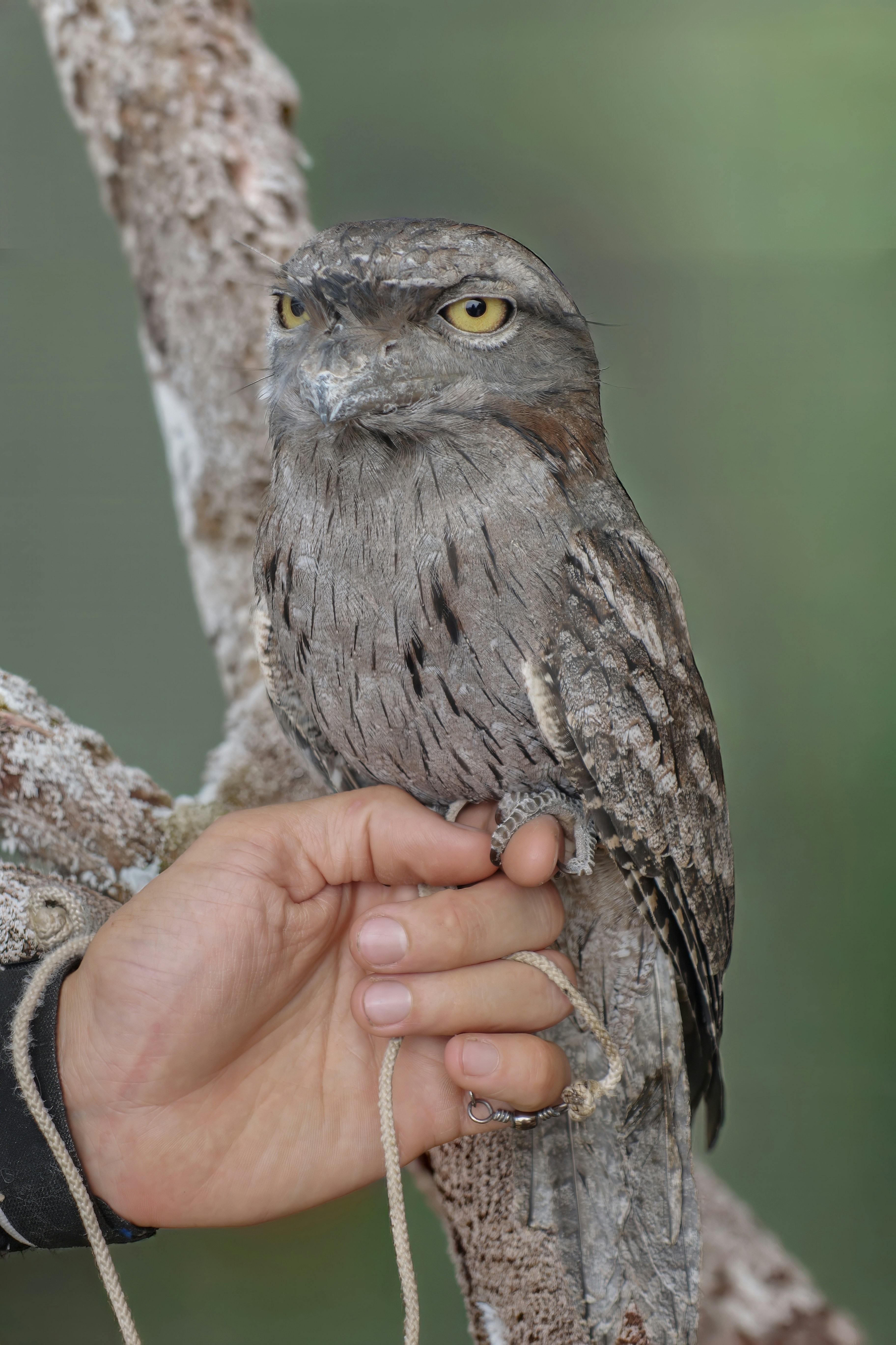 Resolute gaze: owl perched on a grateful grip