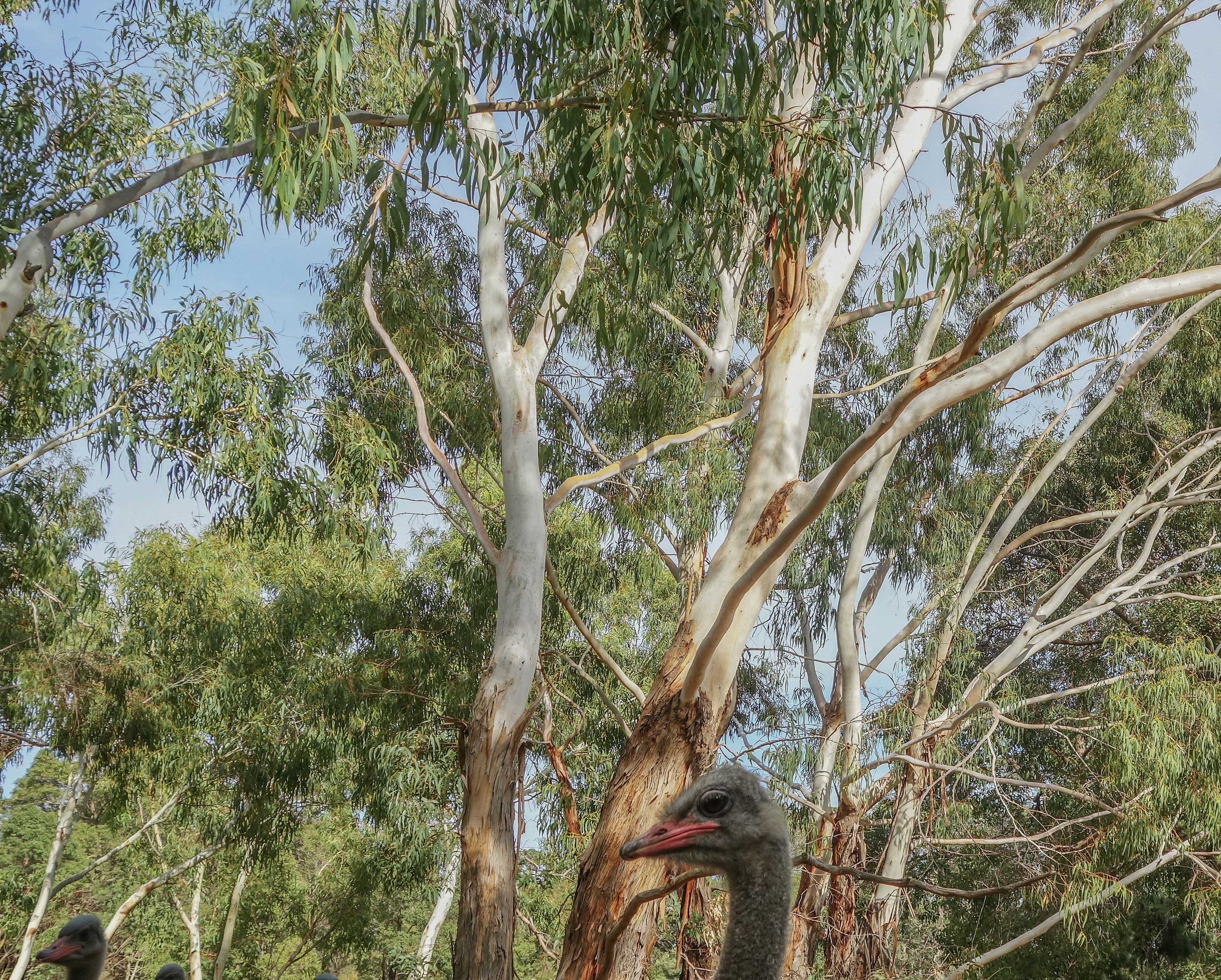 Crane amidst a sunlit grove