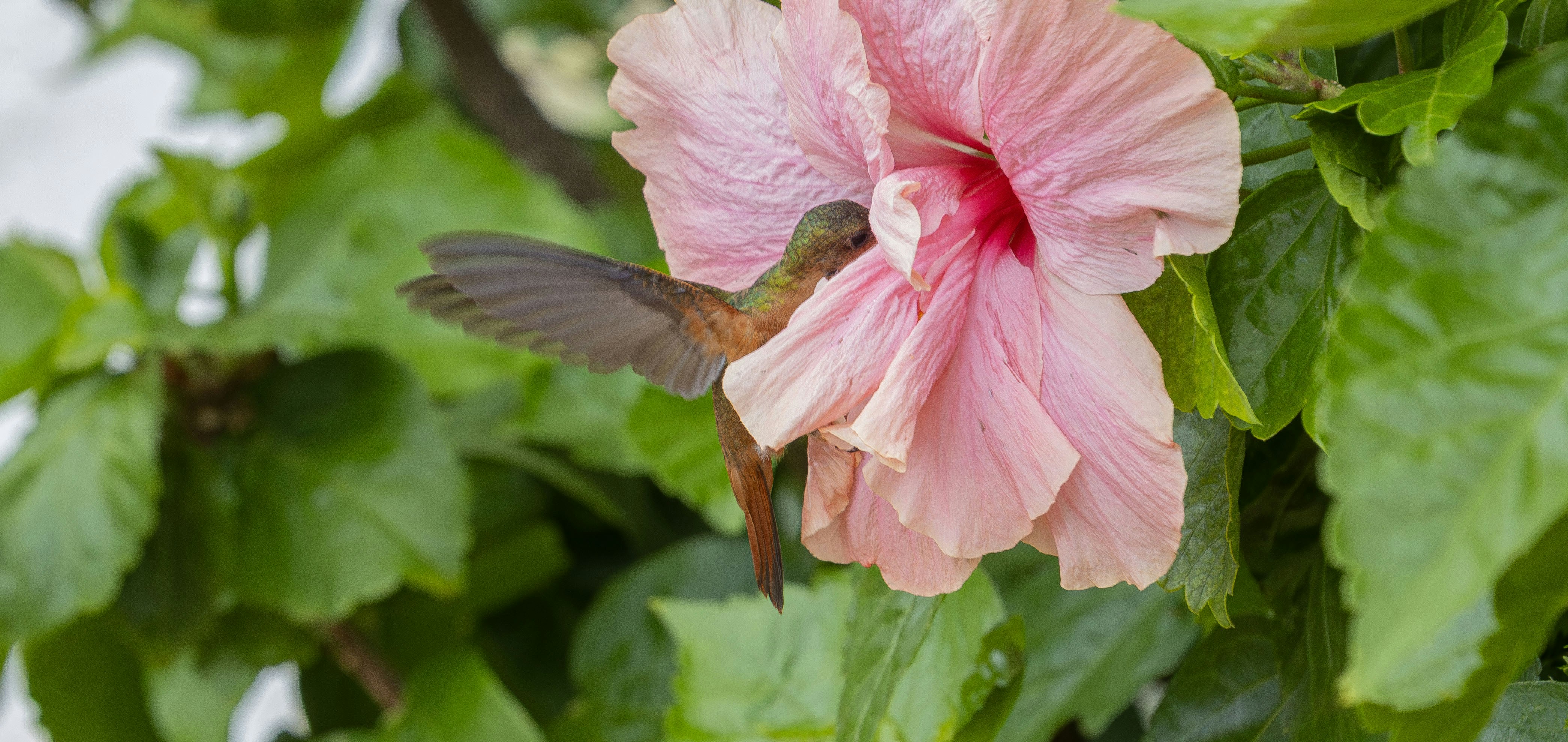 Hummingbird at the Hibiscus: a fleeting sip of color