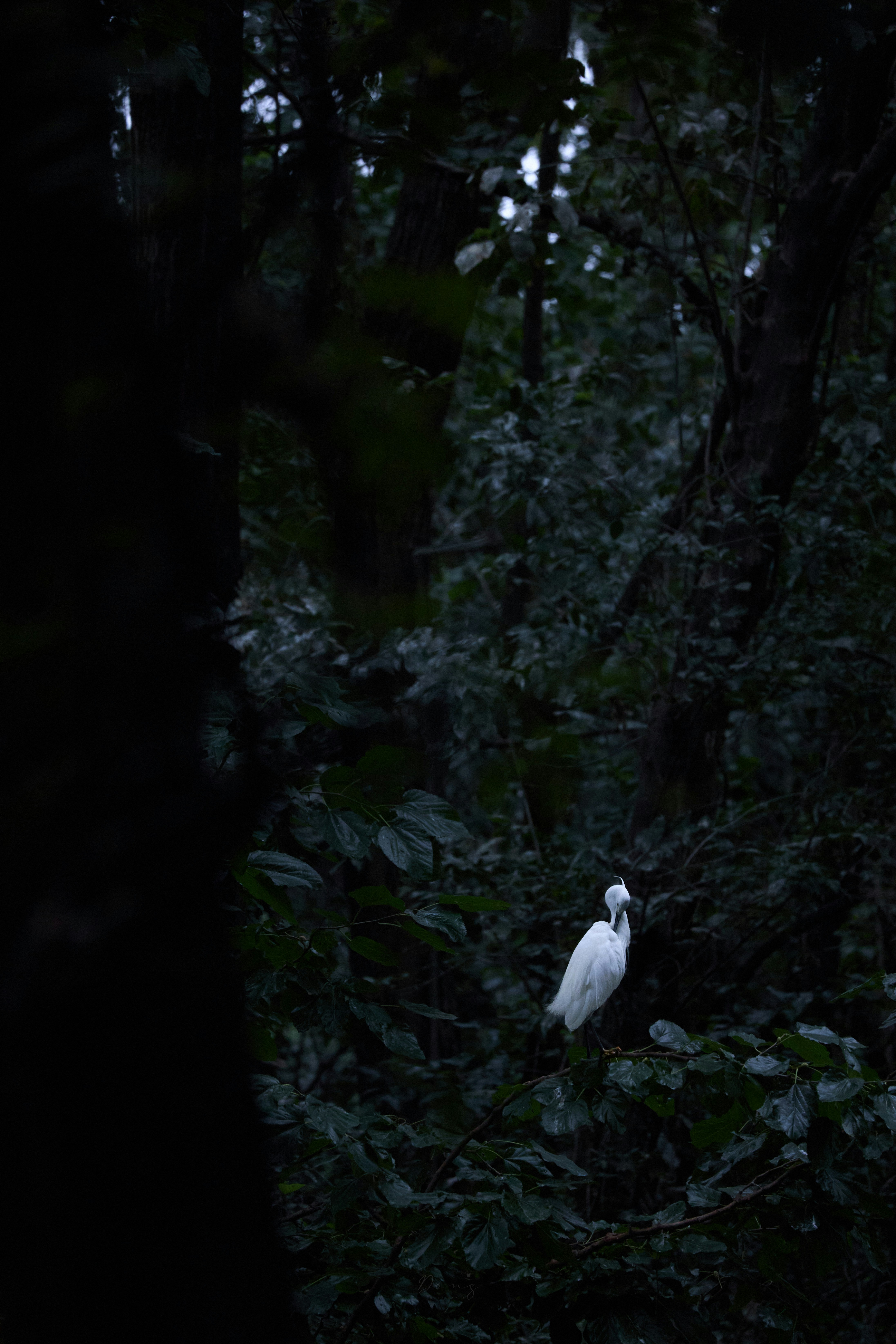 White Heron in Shadowed Understory