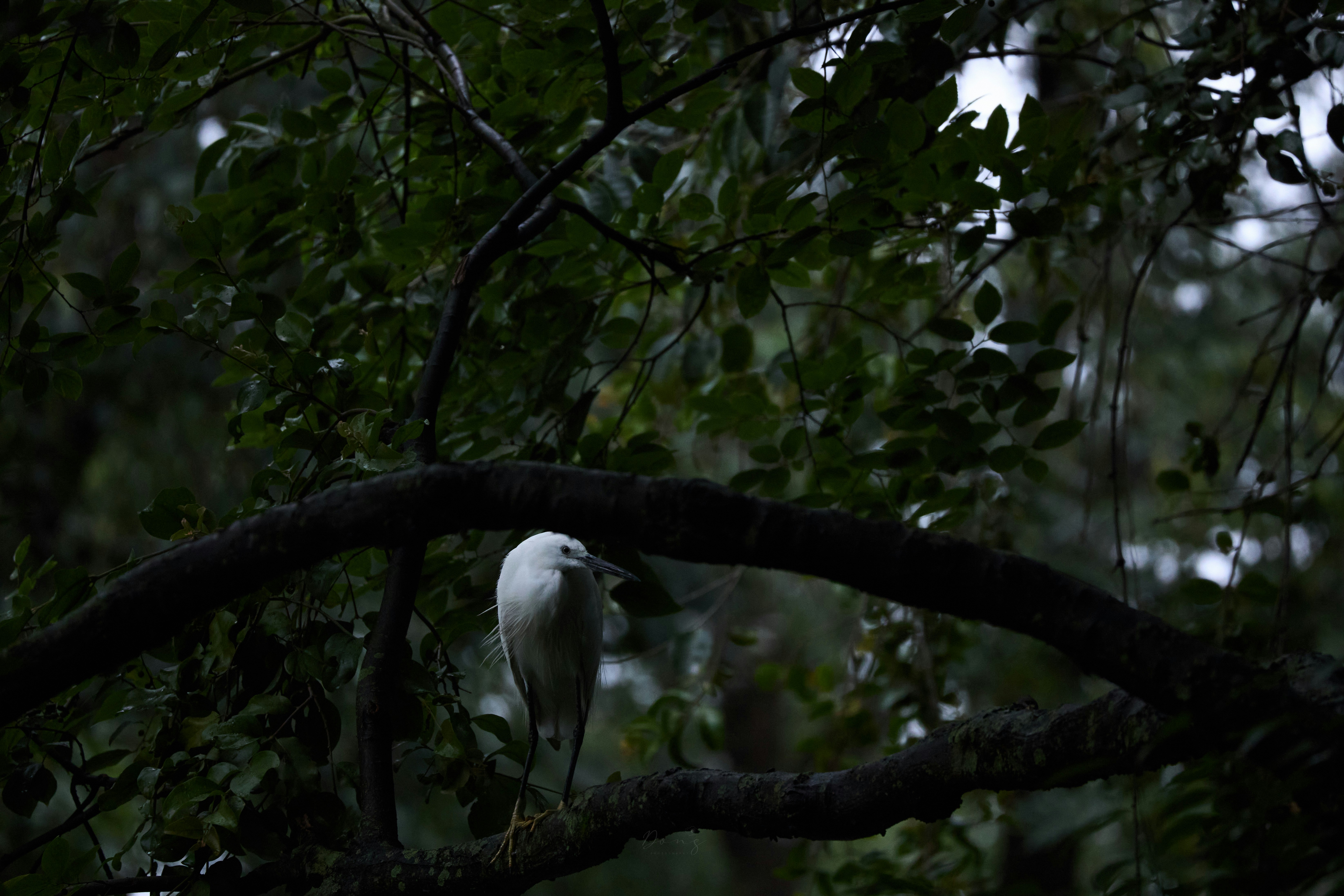 Silhouette of a Night Heron Resting on a Moonlit Branch