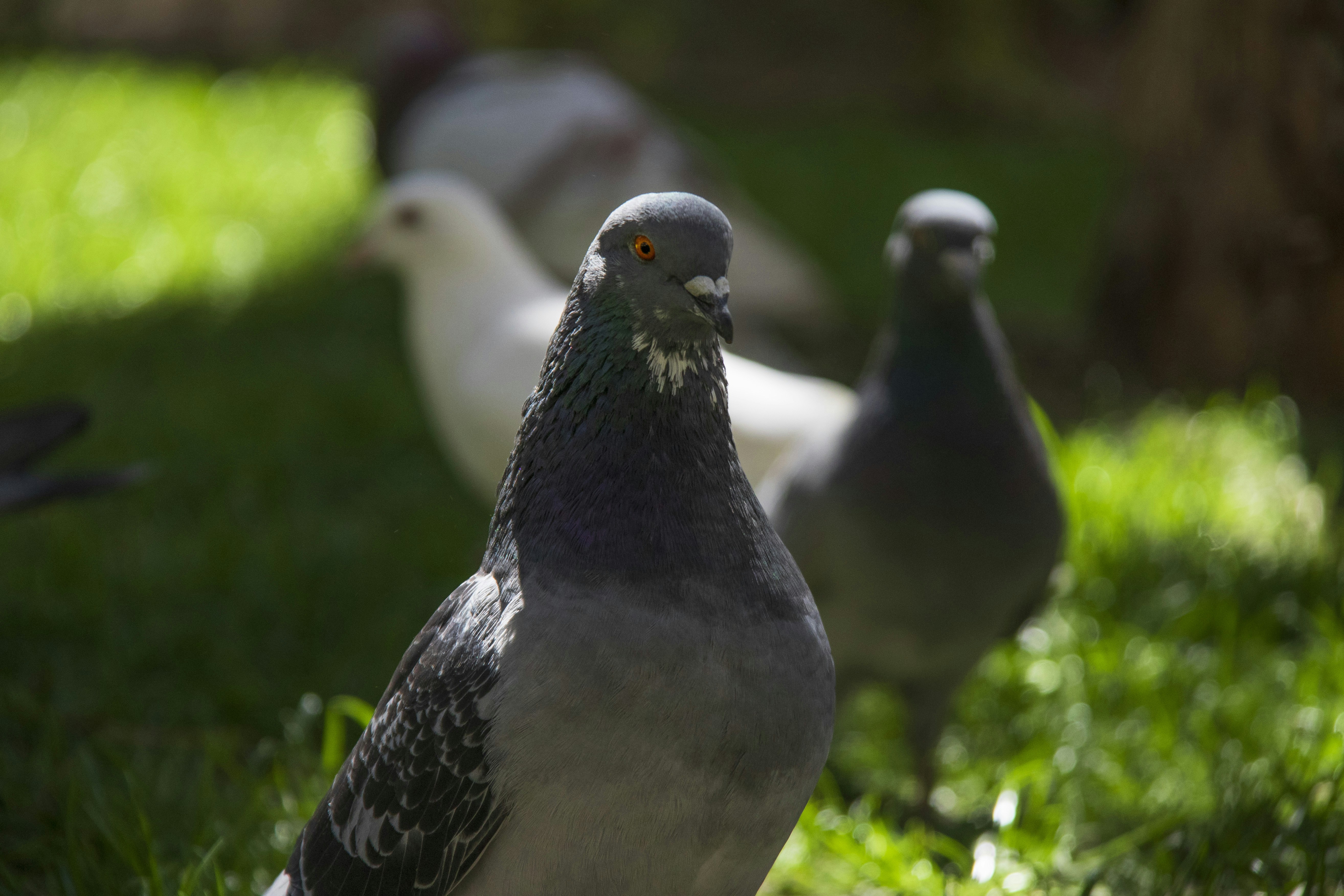 Pigeon Constellation: A Quiet Portrait in Morning Light
