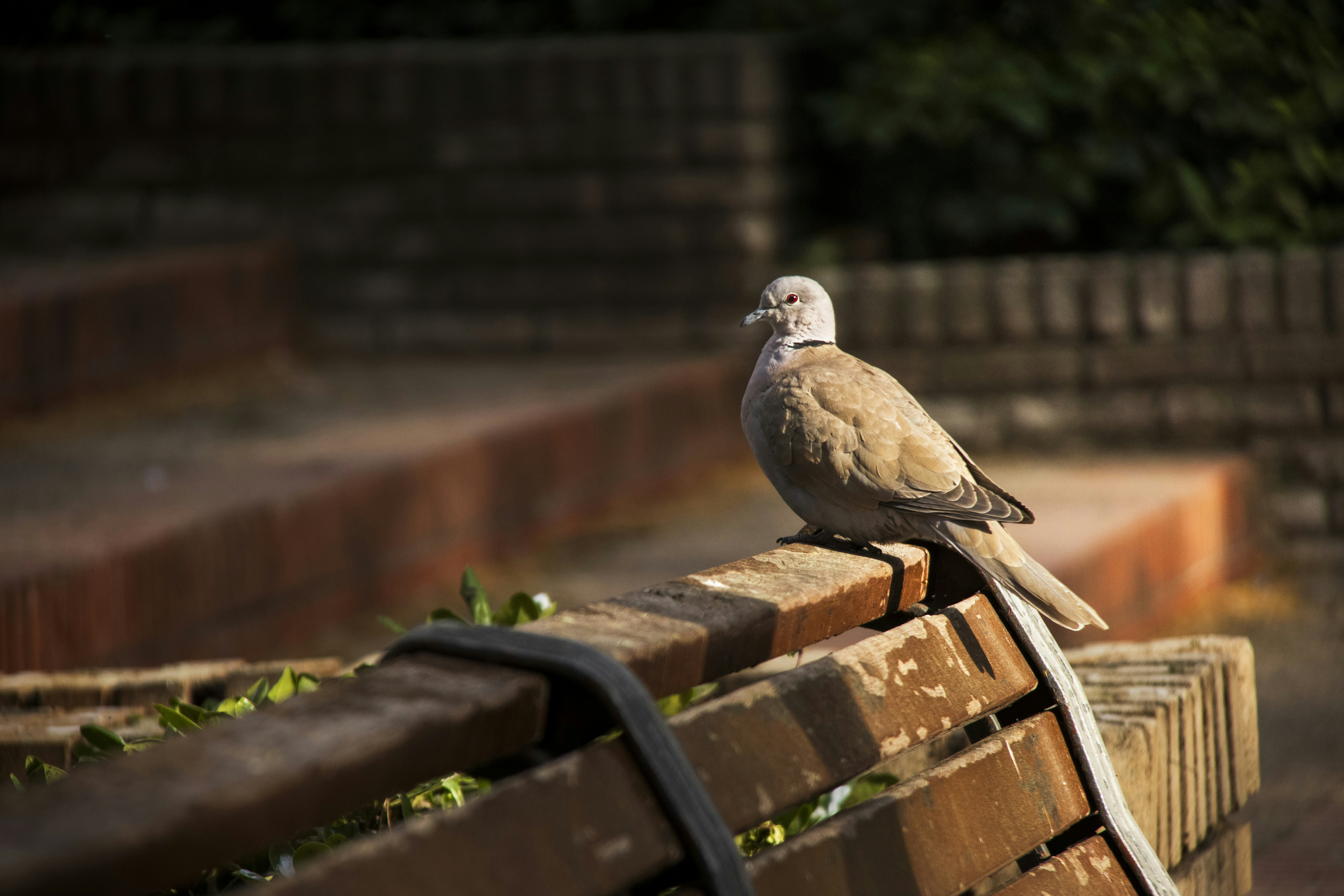 Pigeon Perch on Sunlit Brick Rail