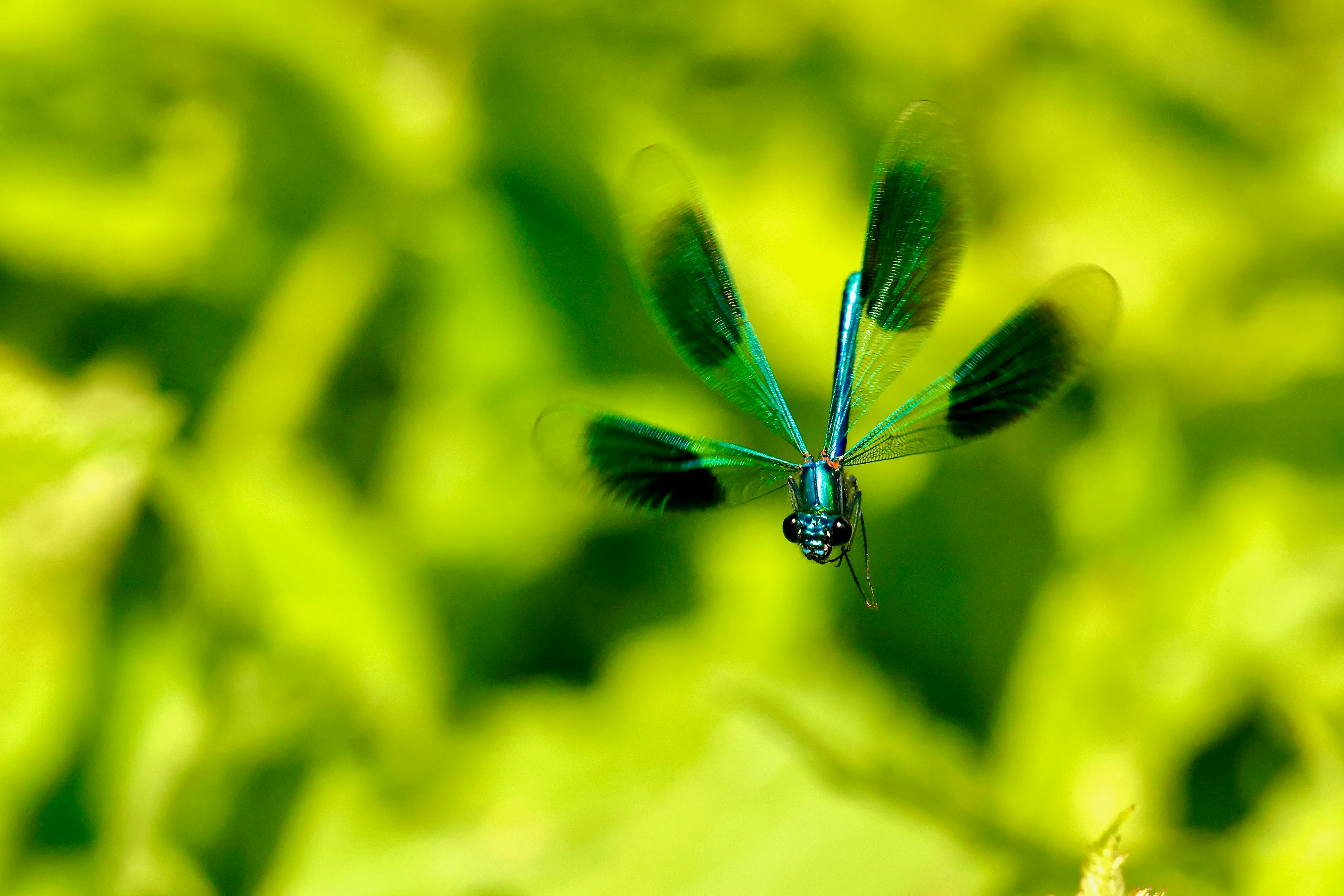 Emerald-winged dragonfly in a sunlit greenscape