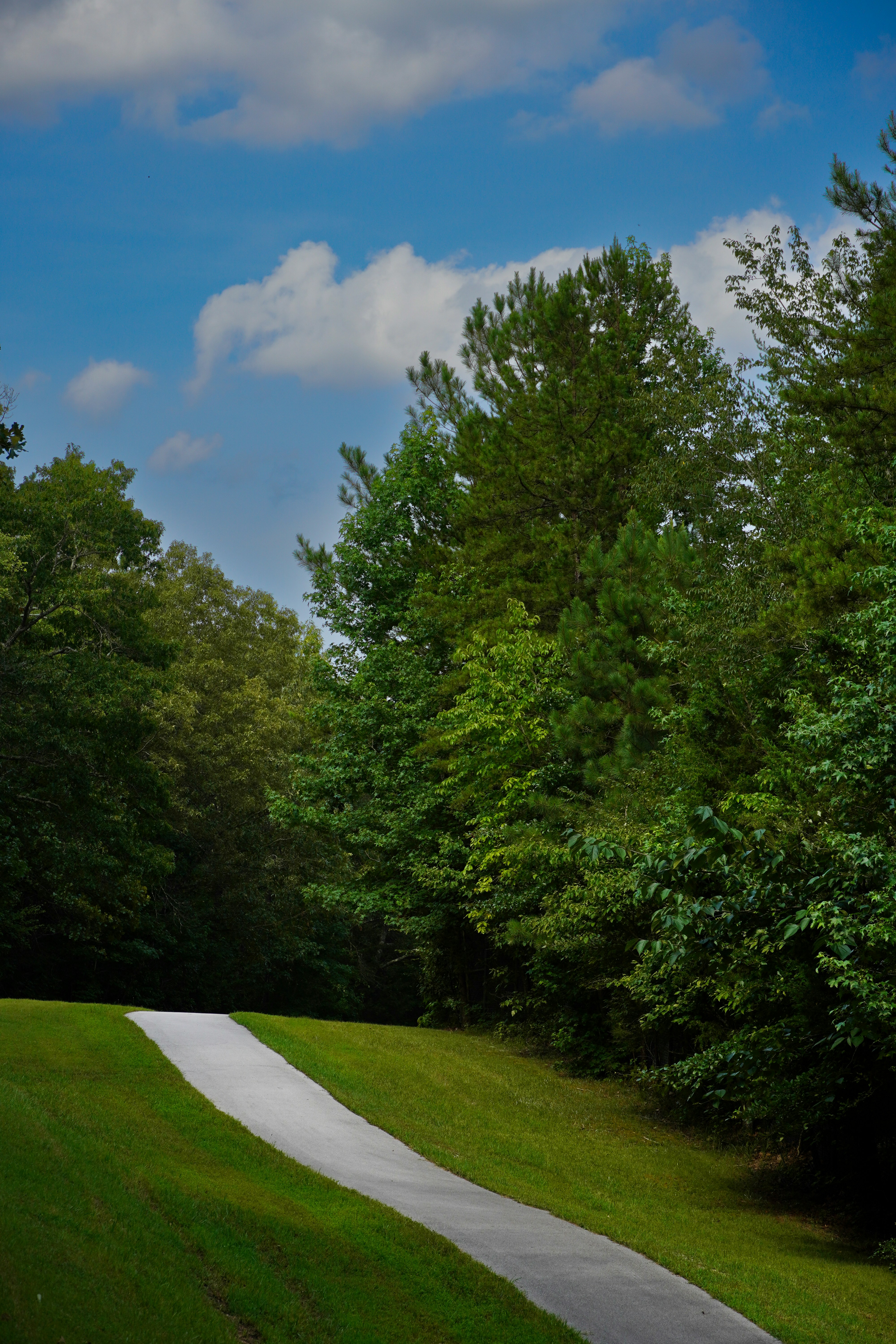 Sunlit Path Through a Quiet Green Corridor