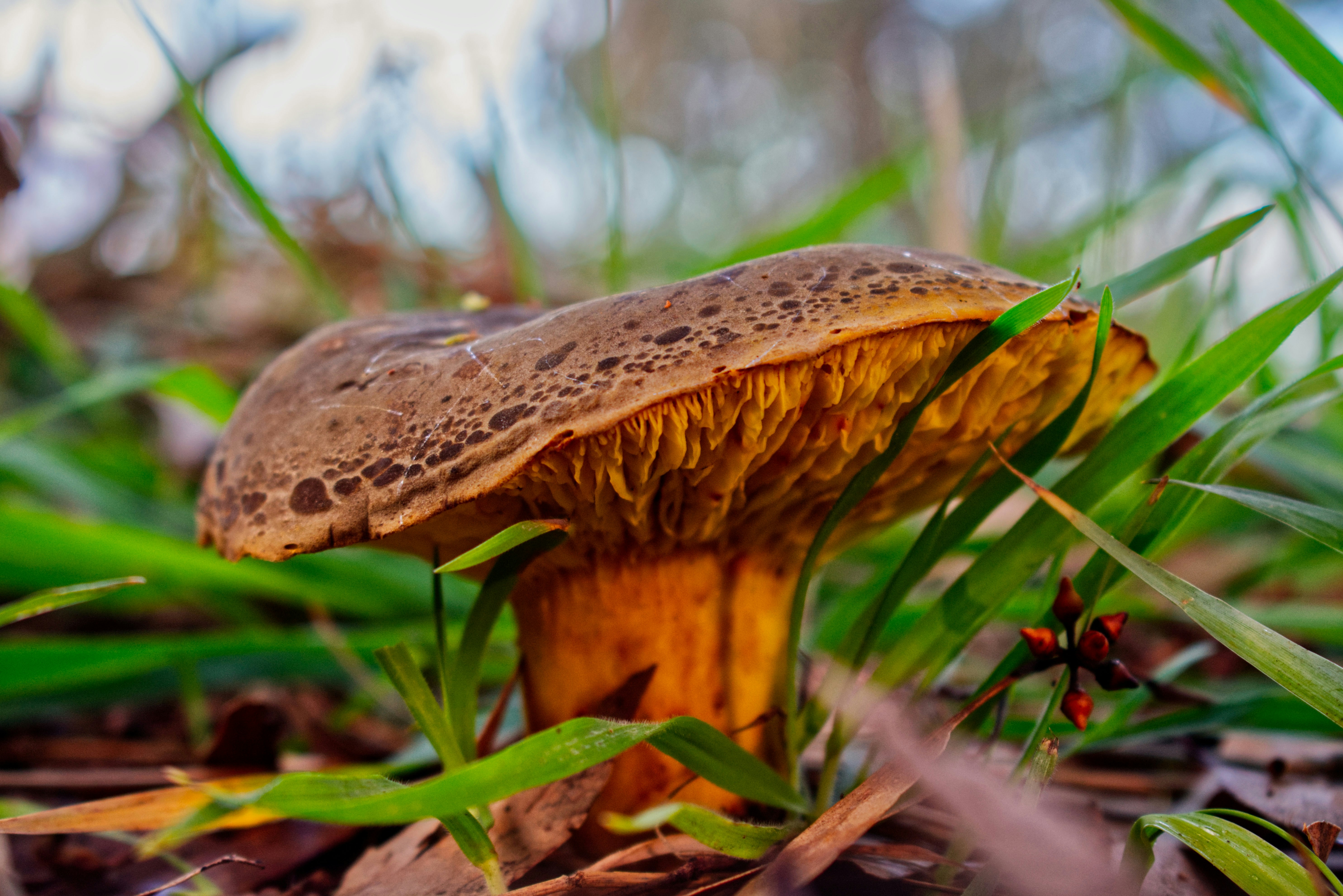 A brown and orange mushroom growing in green grass.