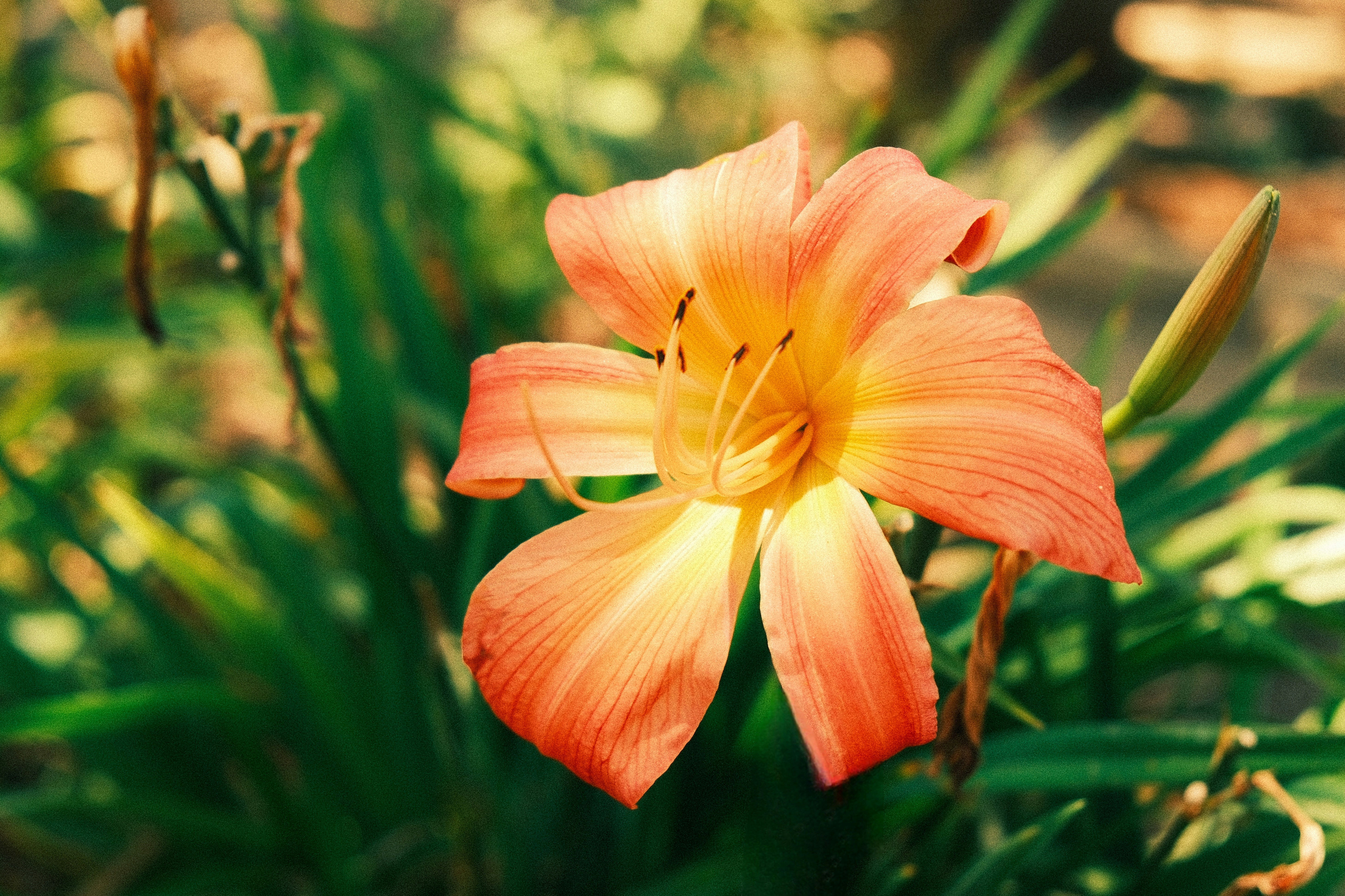 Sunlit Coral Lily: A Close-Up of a Vibrant Daylily Bloom
