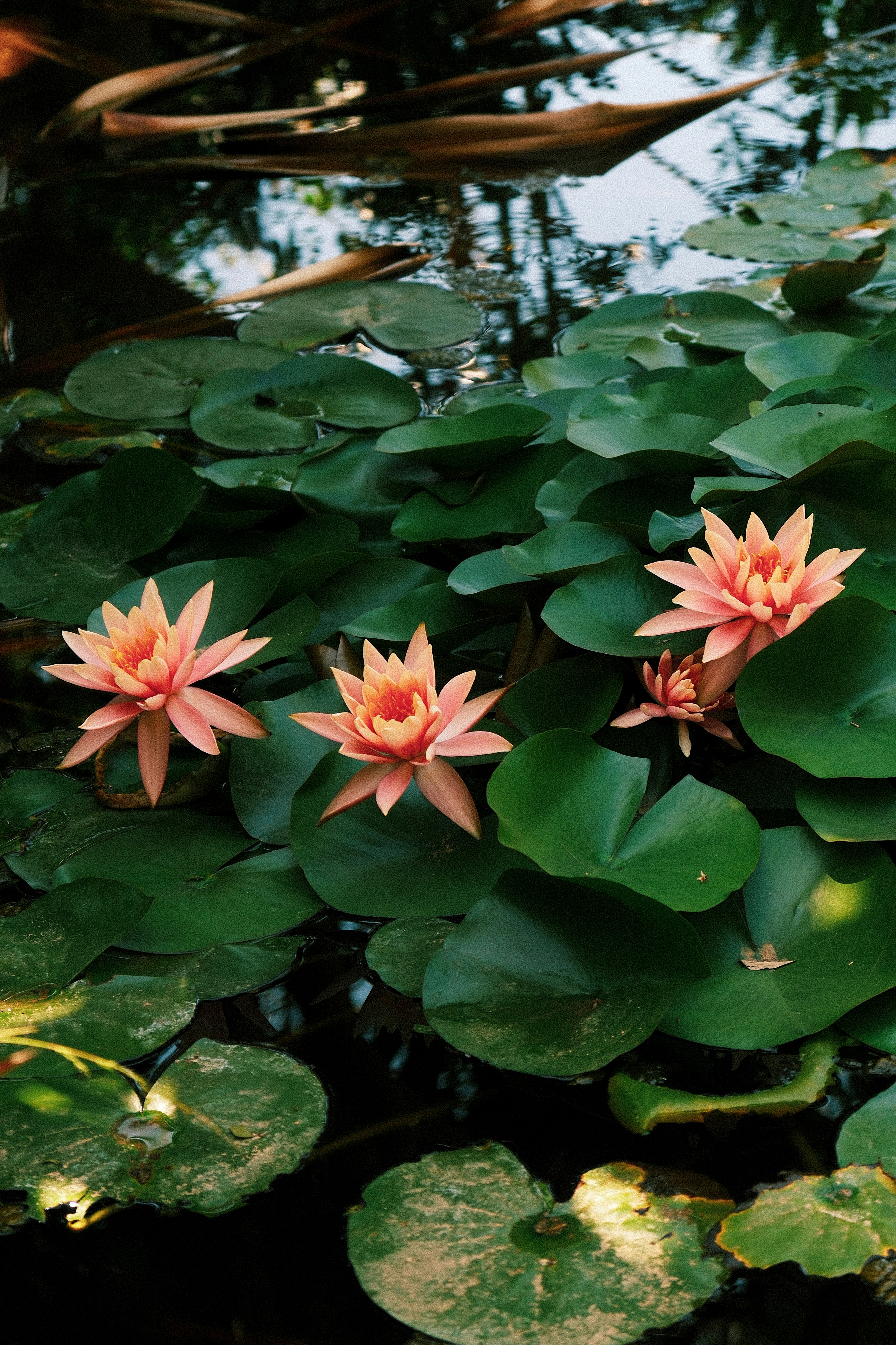 Three Coral Petals: Pink Water Lilies amid Obsidian Pads