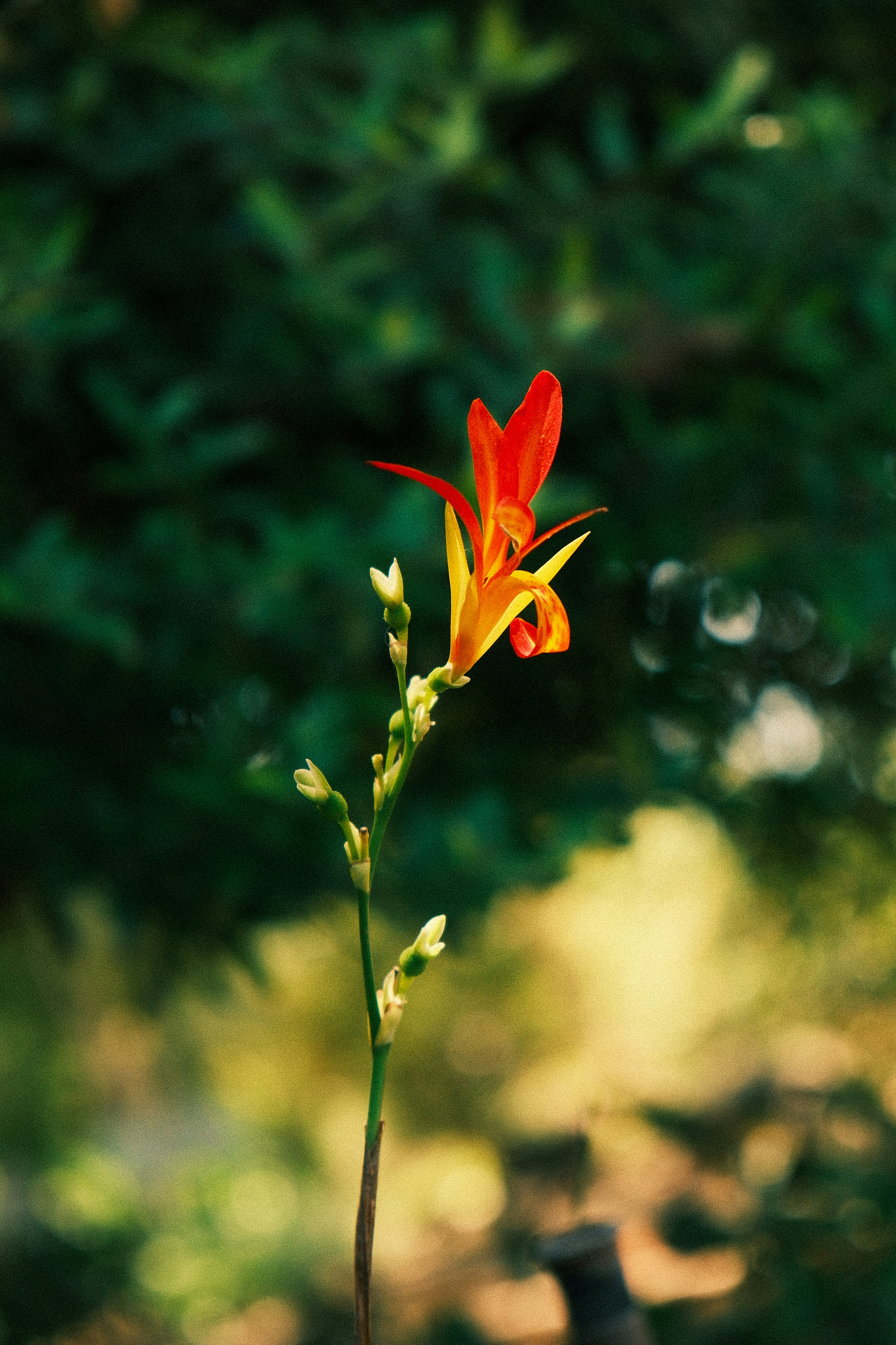 Scarlet Lily Silhouette: A Tender Burst of Color in Soft Foliage