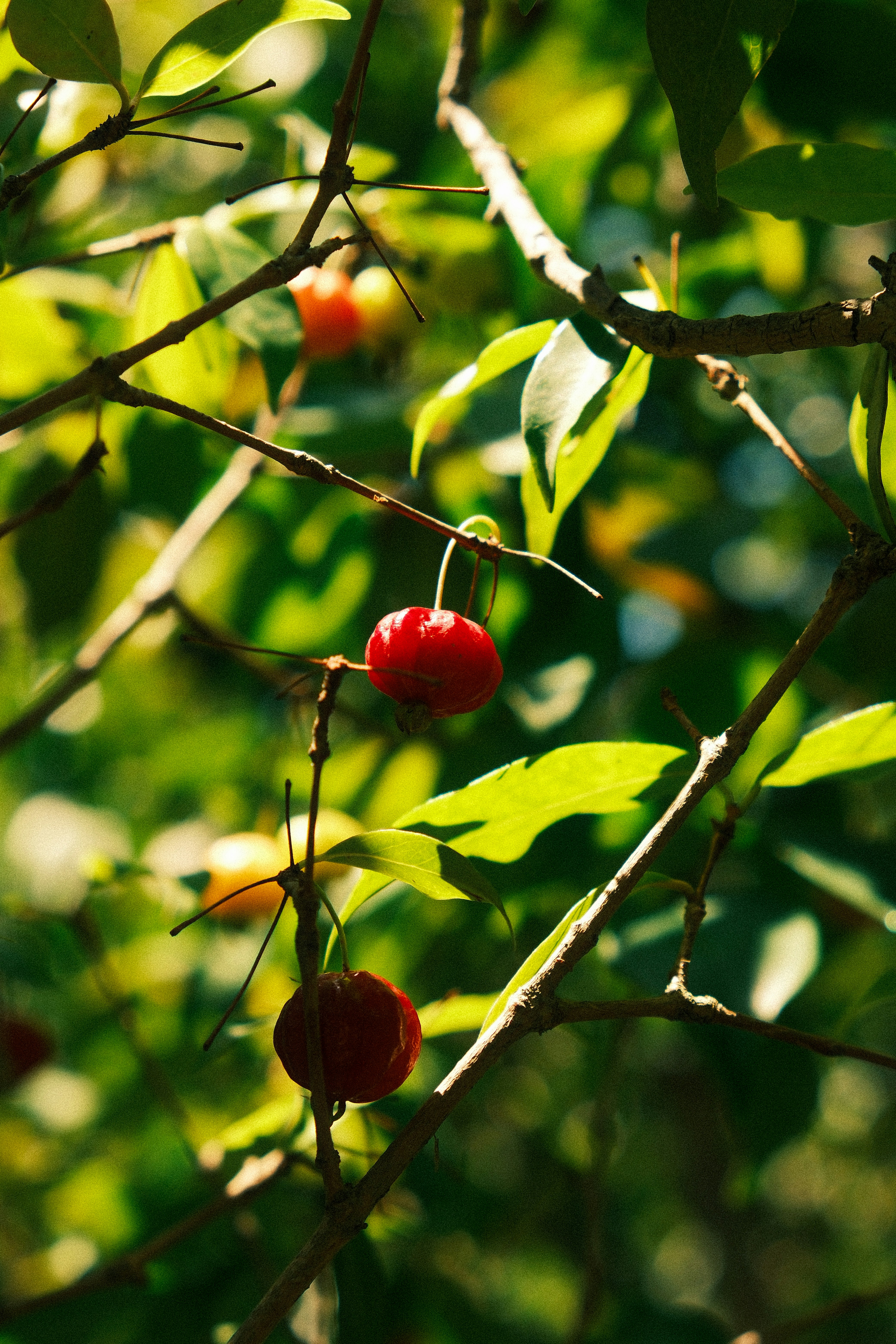 Sunlit red cherries amid a sun-dappled green canopy