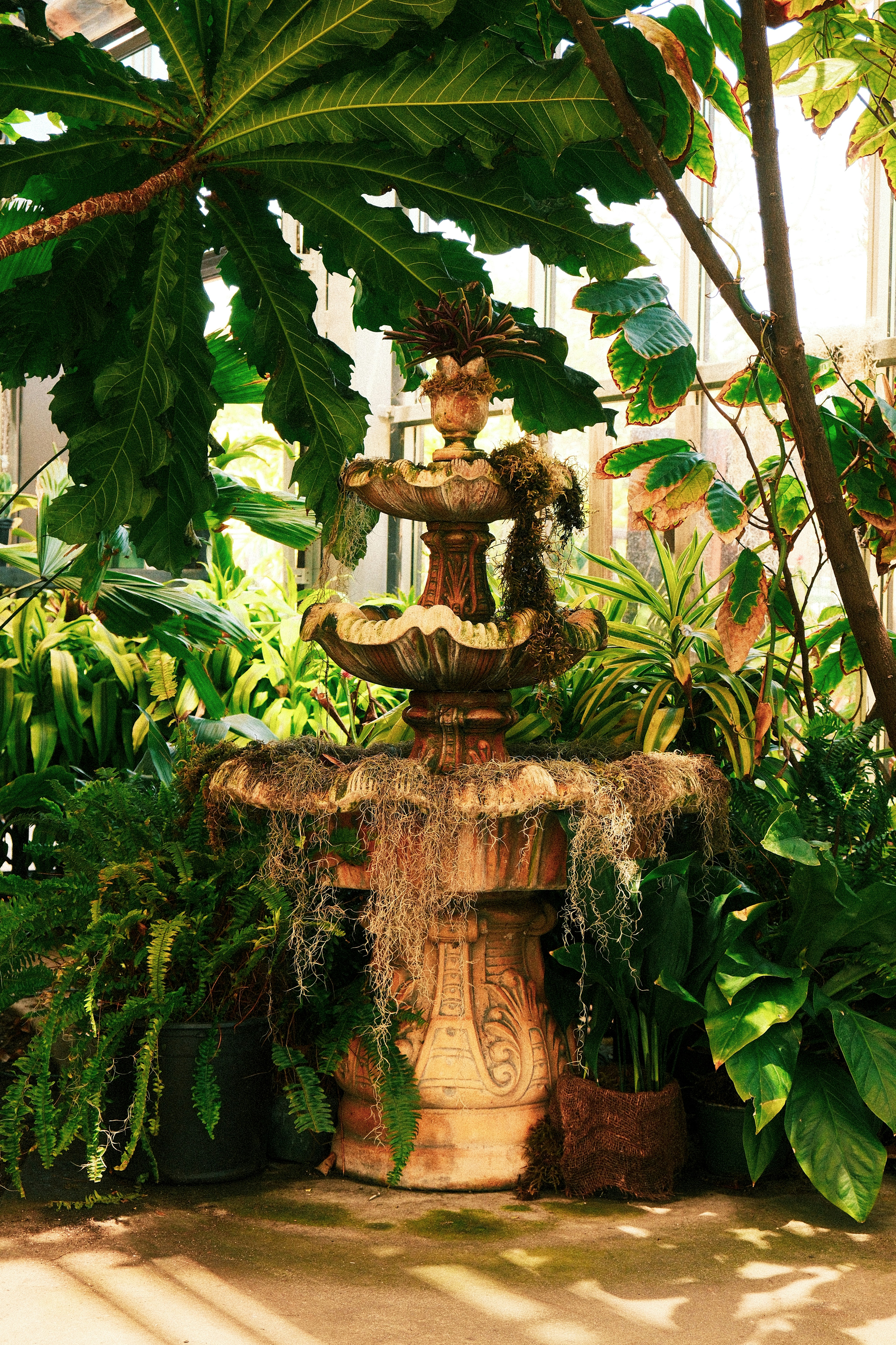 Verdant Oasis with a Weathered Fountain