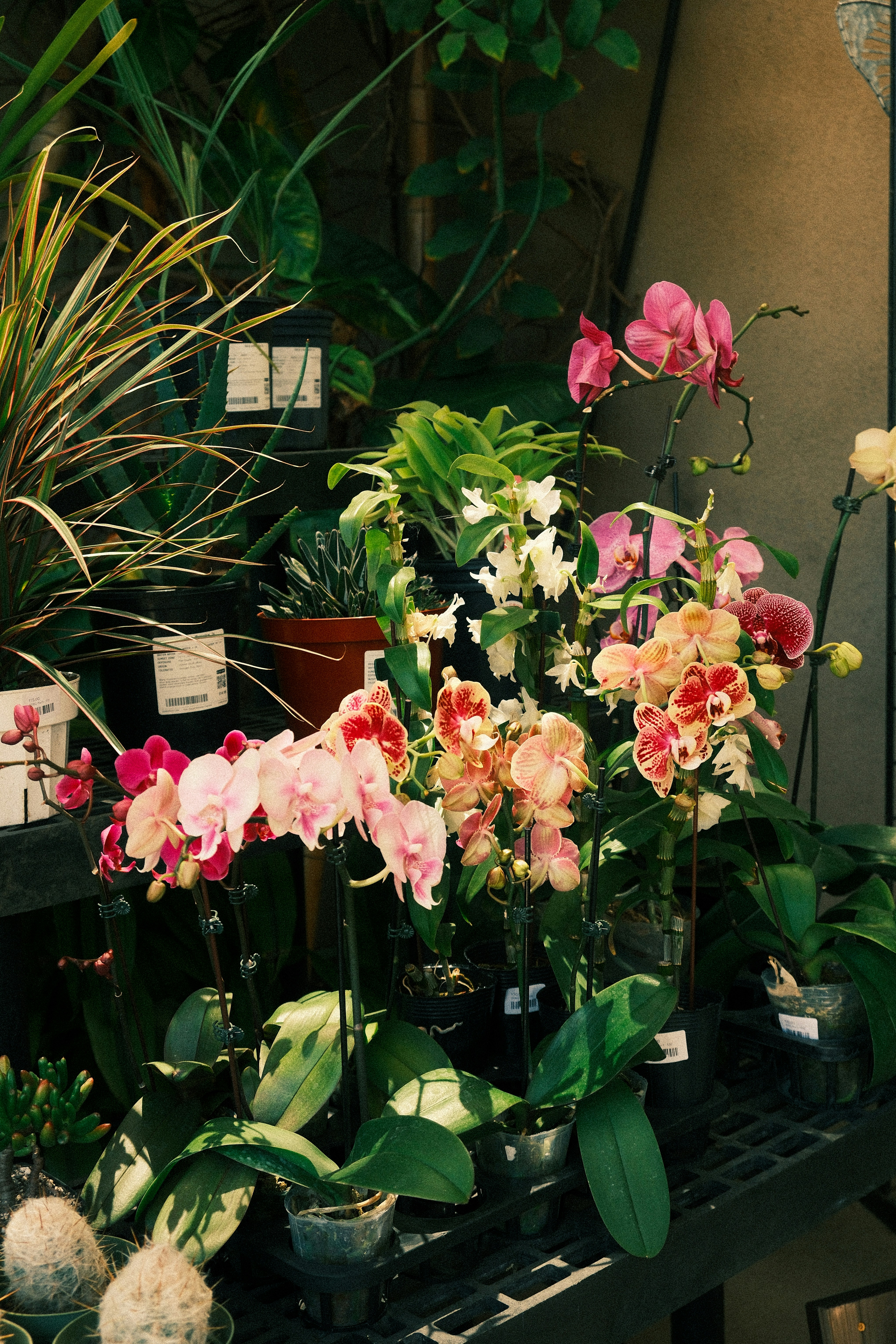 A vibrant display of potted orchids and green plants.