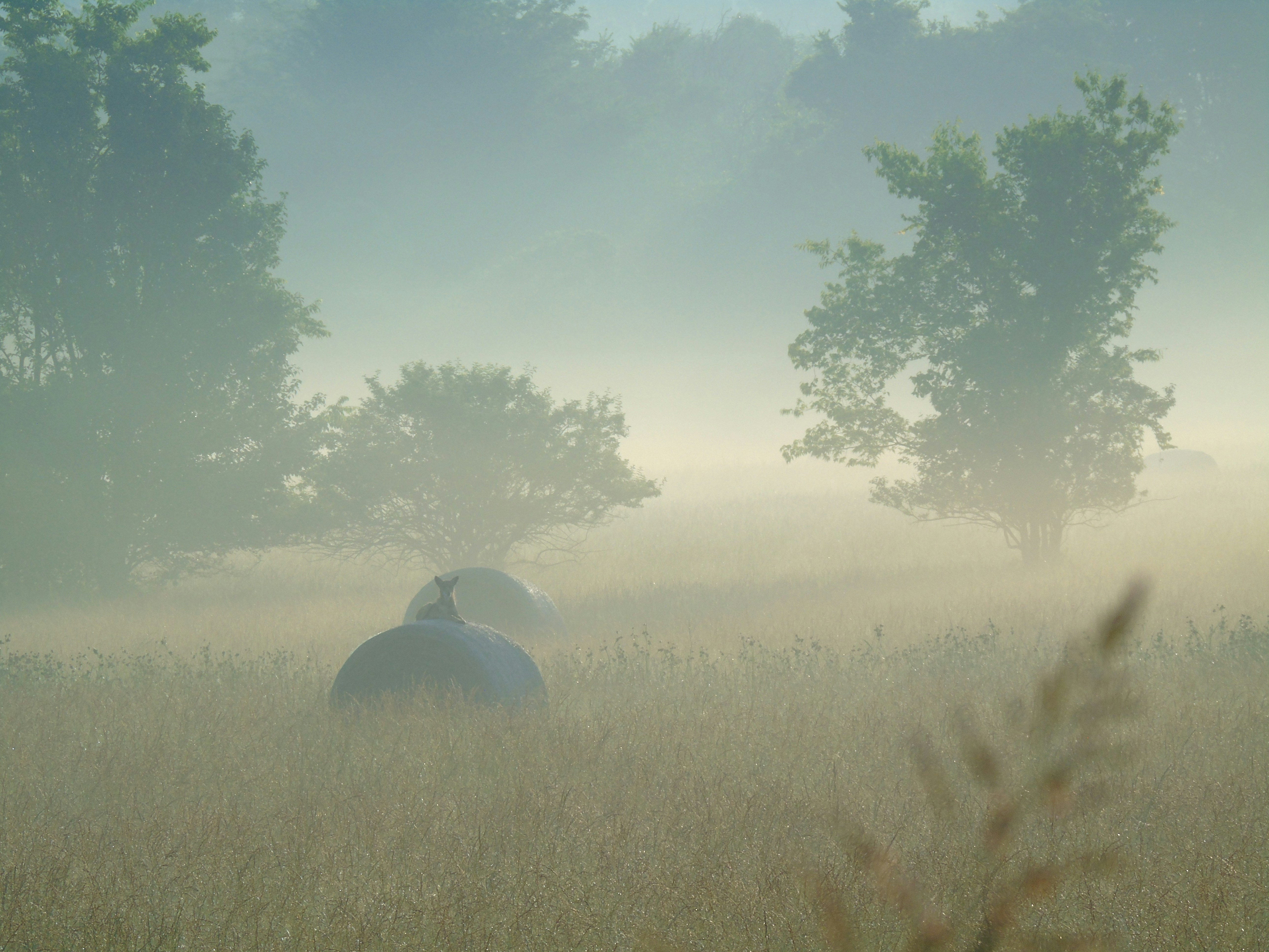 Morning Mist Over the Field: A Soft Silhouette of Distant Bales