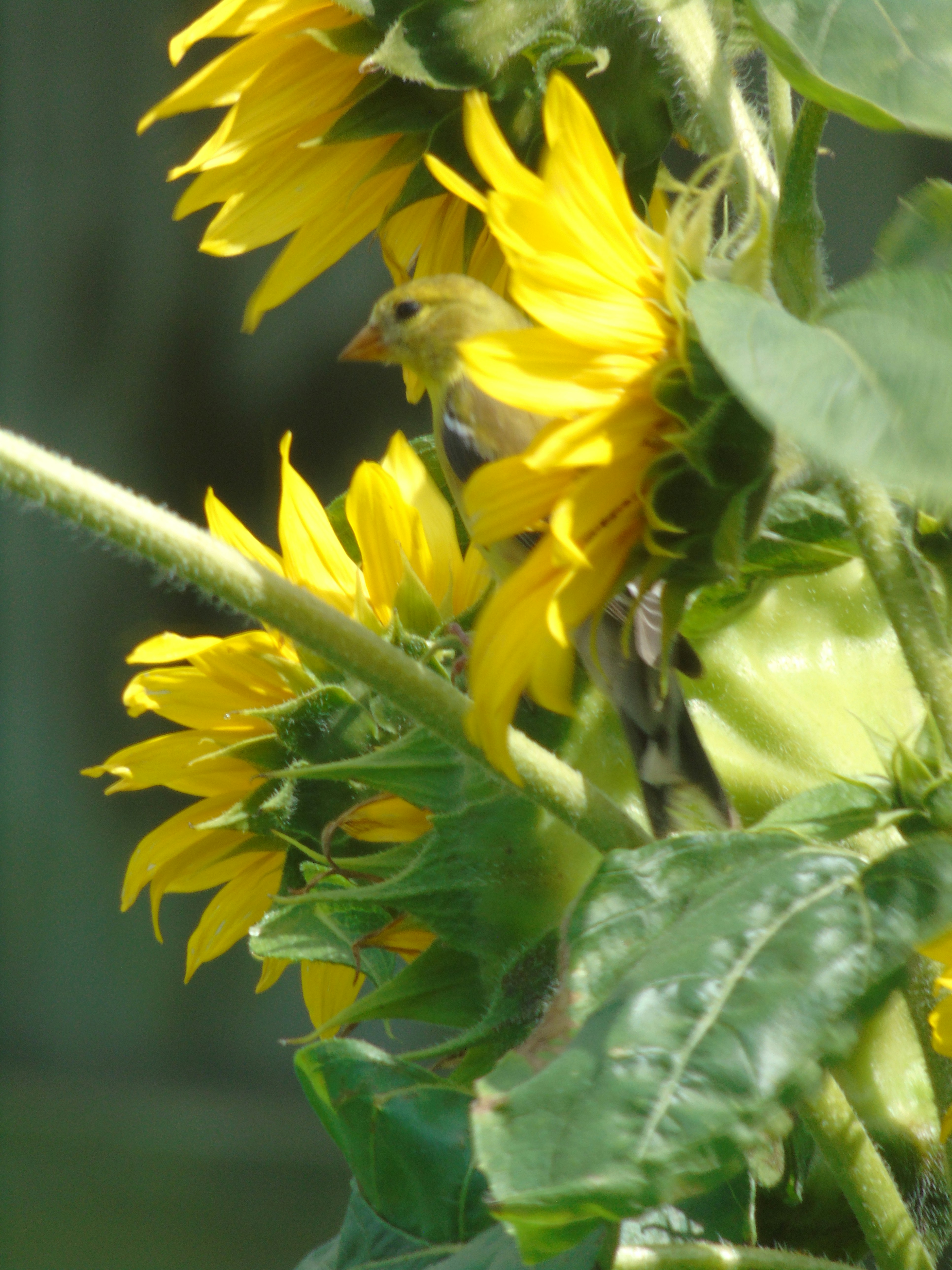 Sunlit sunflower cluster frames a small yellow bird amid vibrant petals
