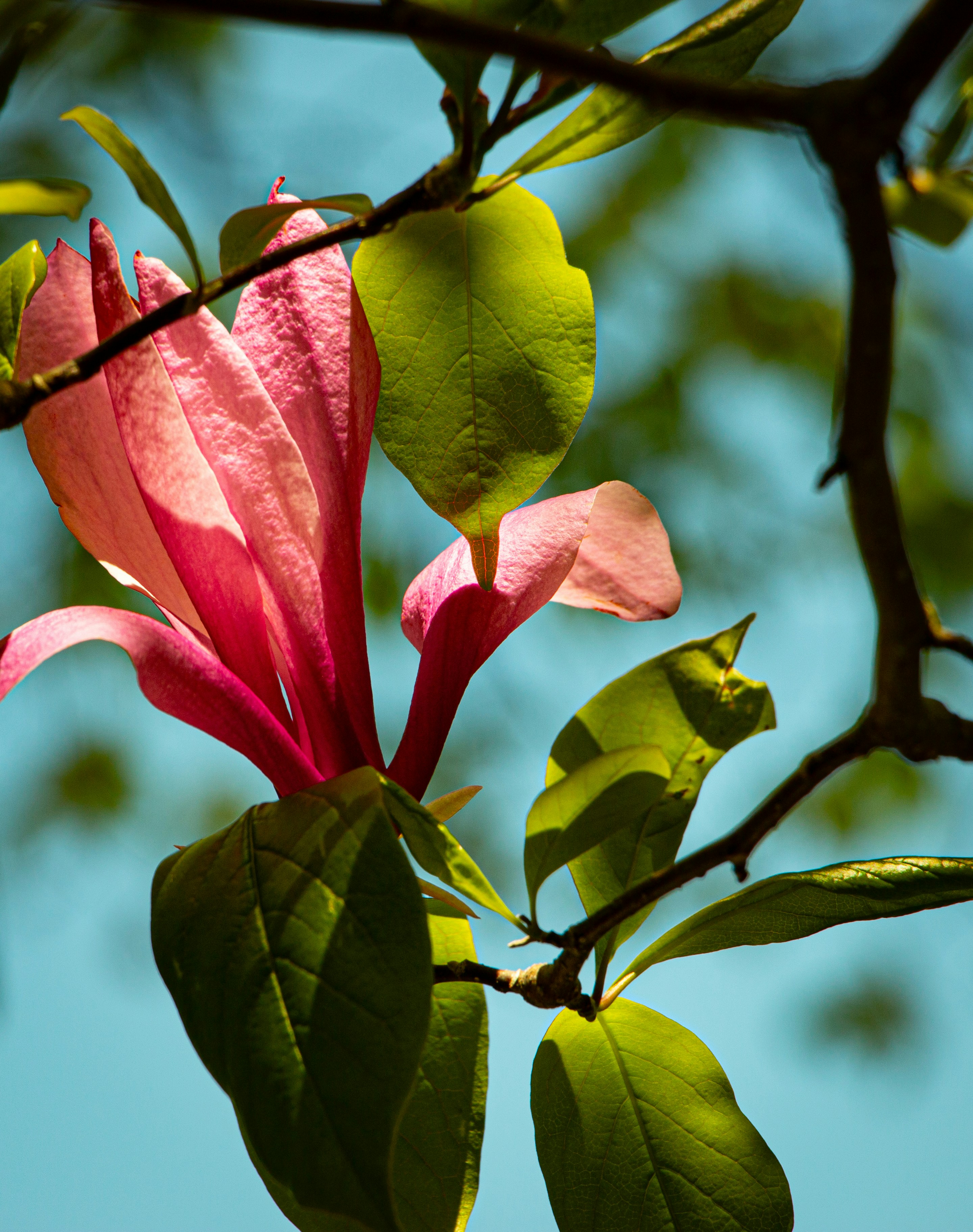Pink Magnolia Petals Unfold Under a Sunlit Blue Sky