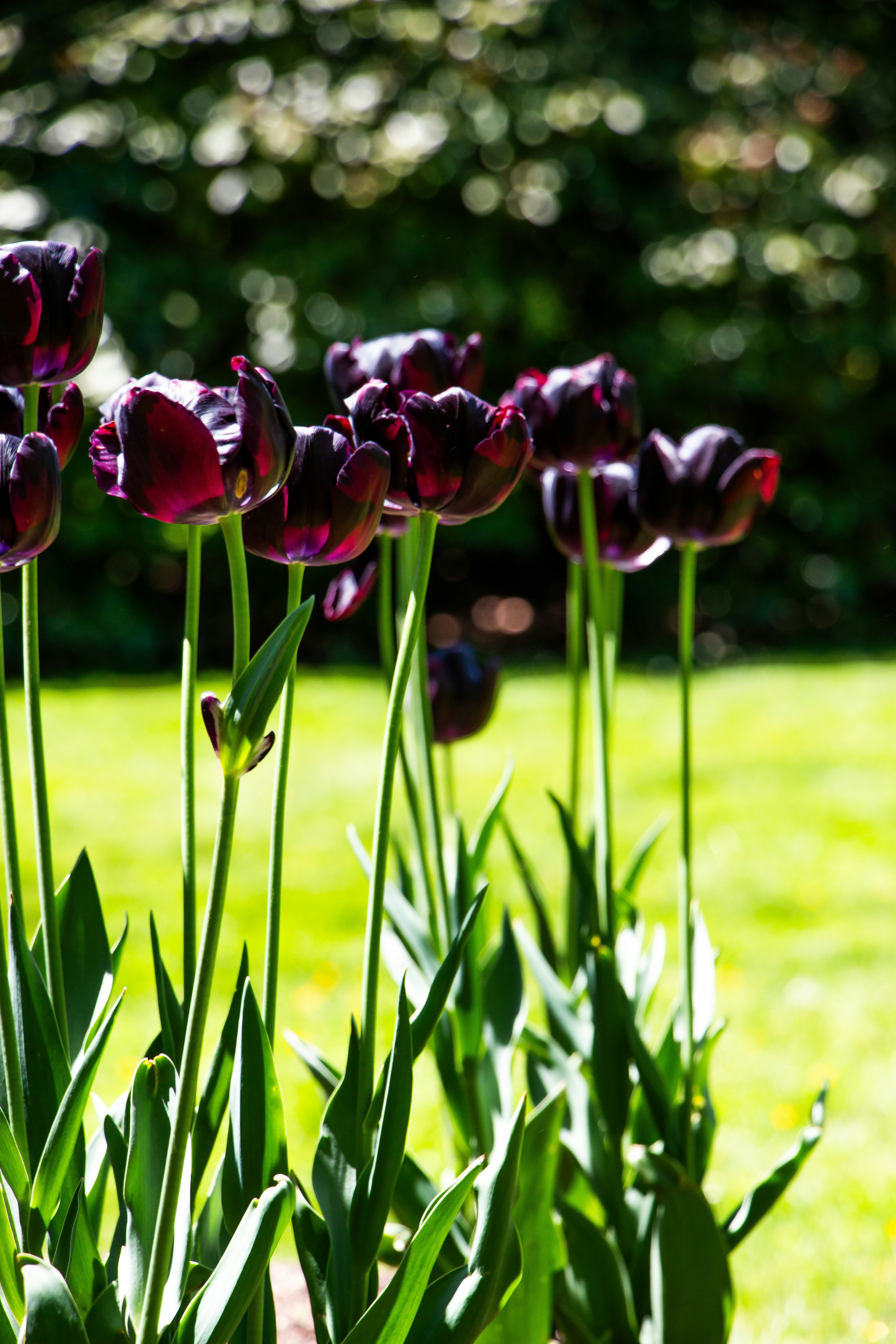 Emerging Tulip Chorus: Deep Purple Blooms in Spring Sun
