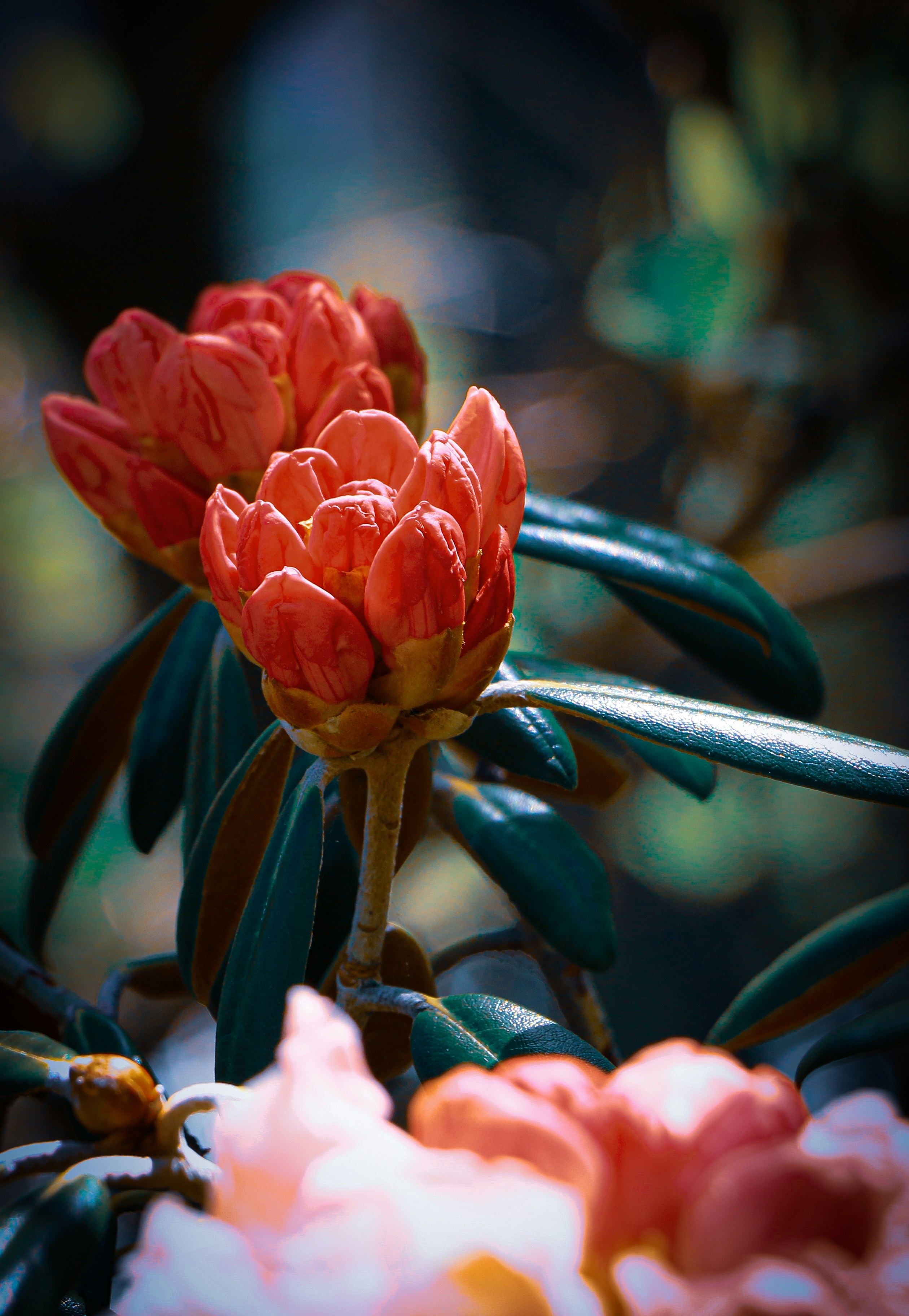 Rosy Peak: Coral Buds Framed by Dark Green Fronds