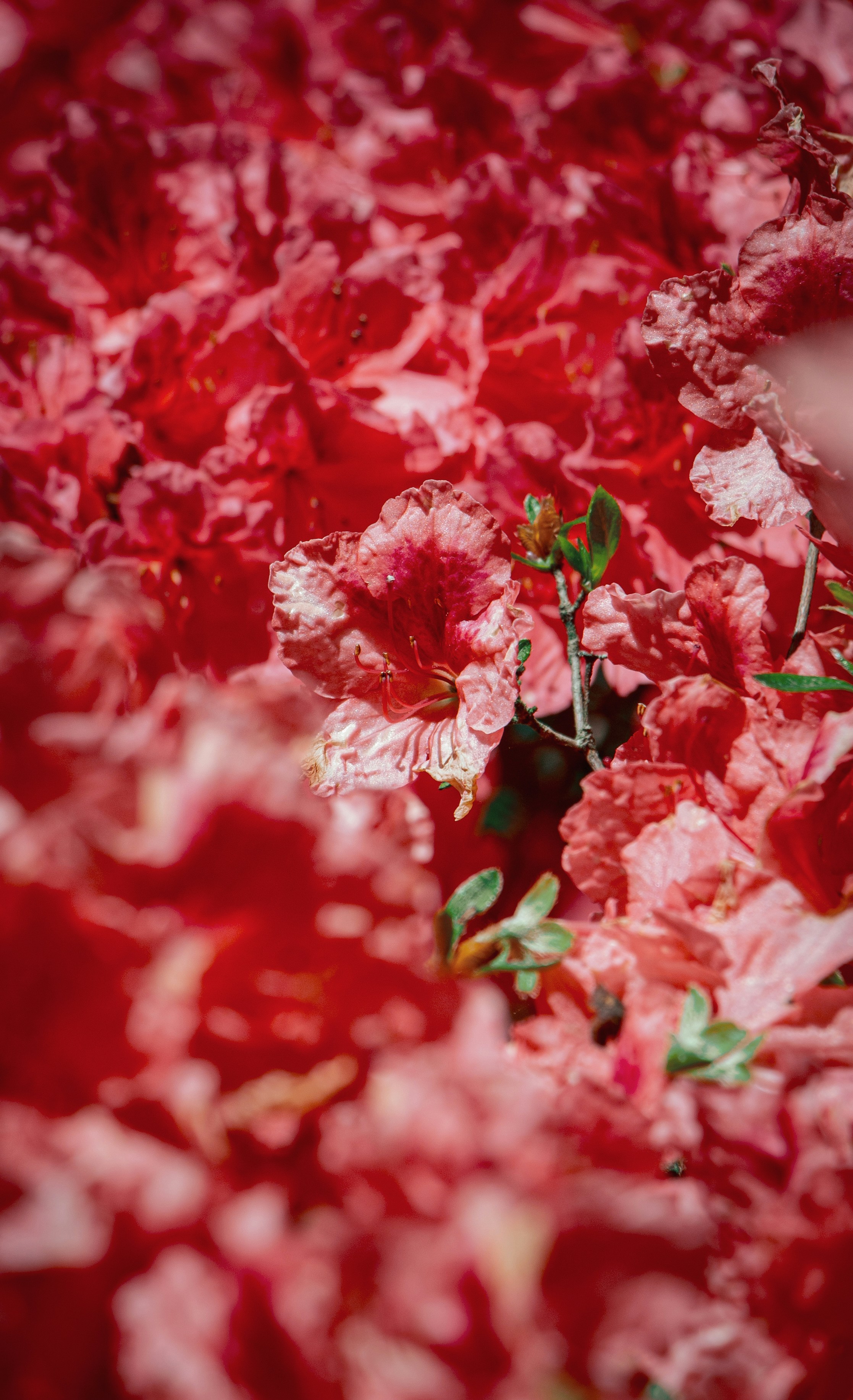 Crimson Blooms: A Close-Up of Velvet Petals and Hidden Green Sprigs