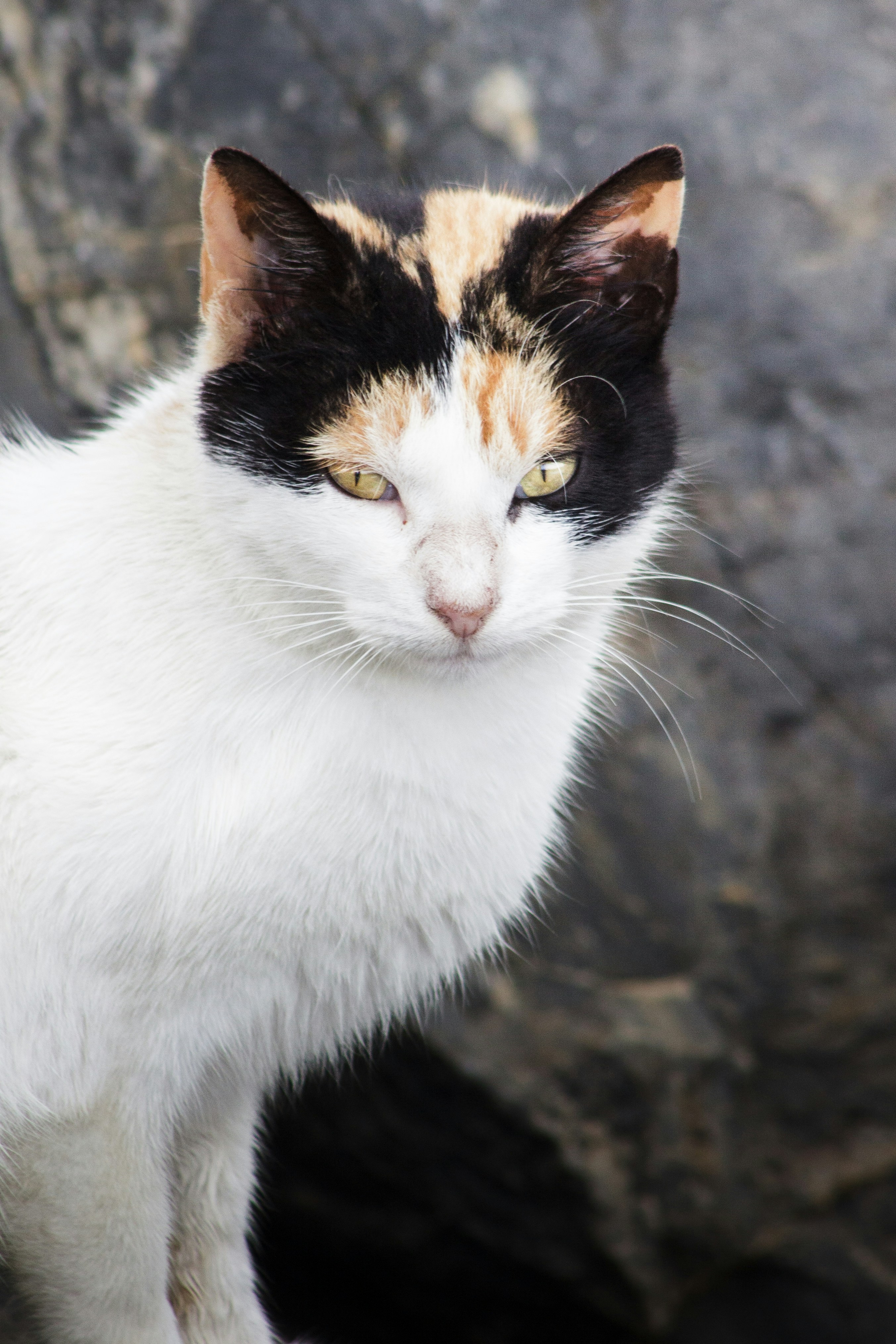 Calico Gaze: A Quiet Moment Against Weathered Stone