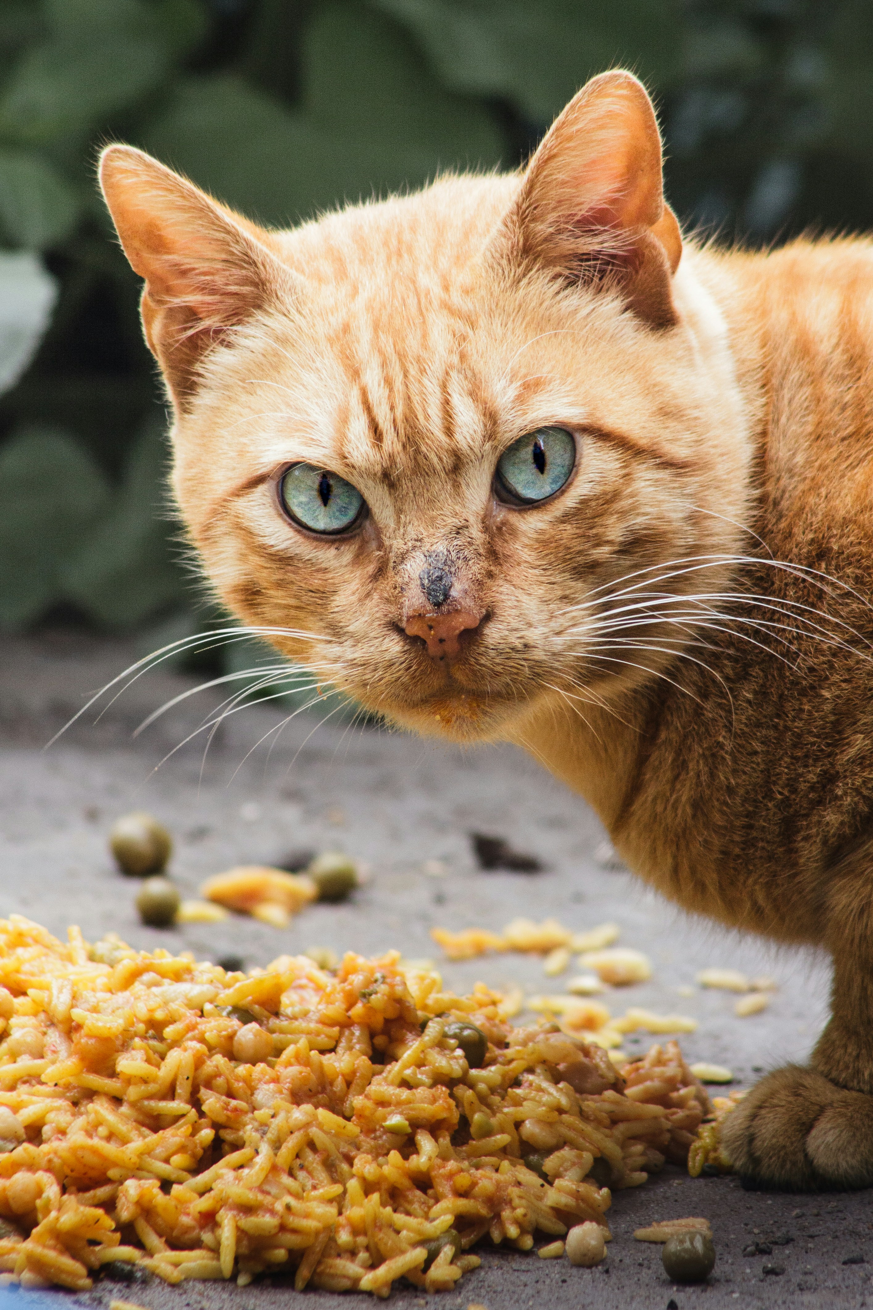 Amber-Eyed Stare Over a Plate of Crumbled Food