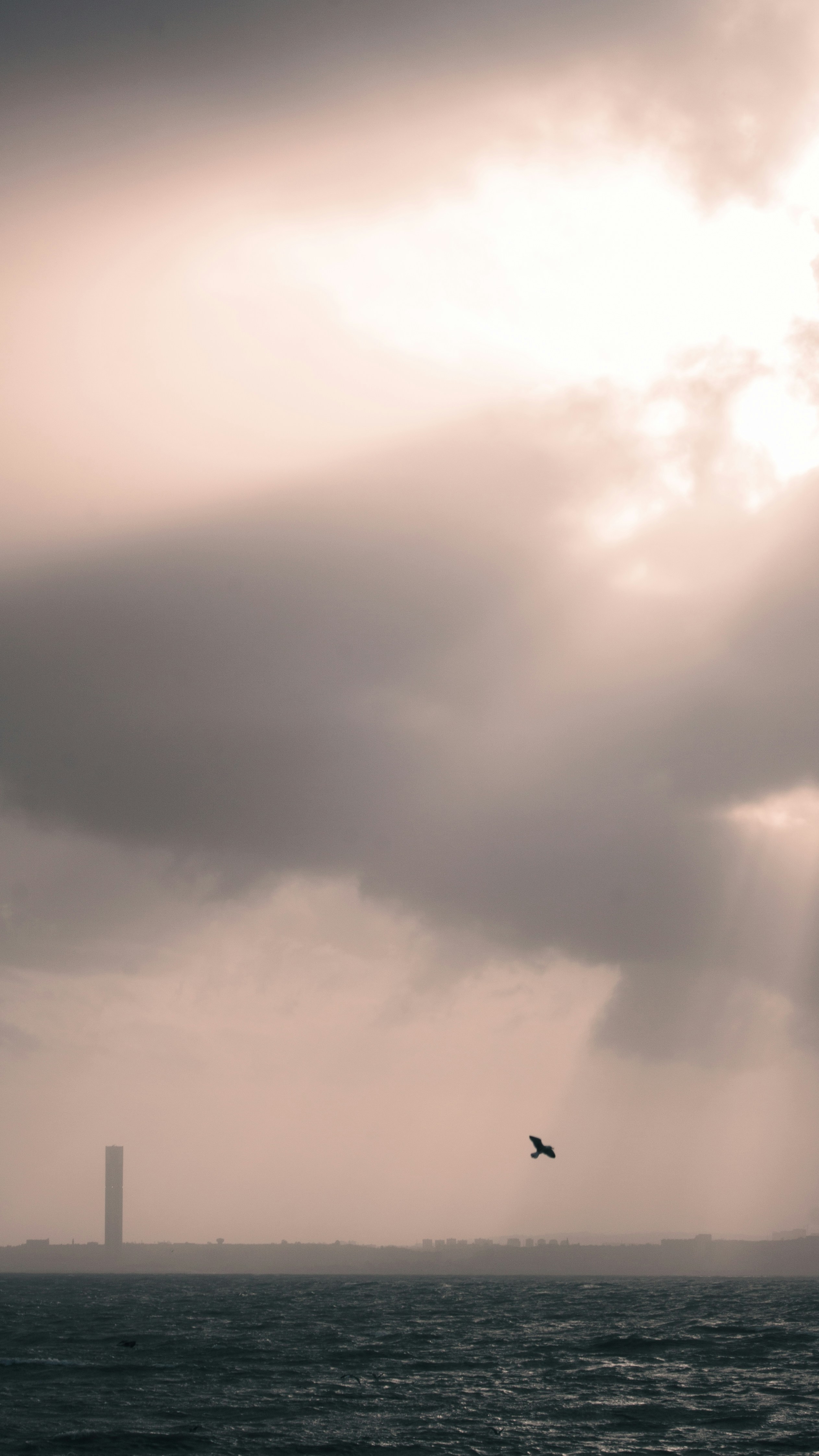 Sunlit Break Over the Horizon: A Seabird in Quiet Flight