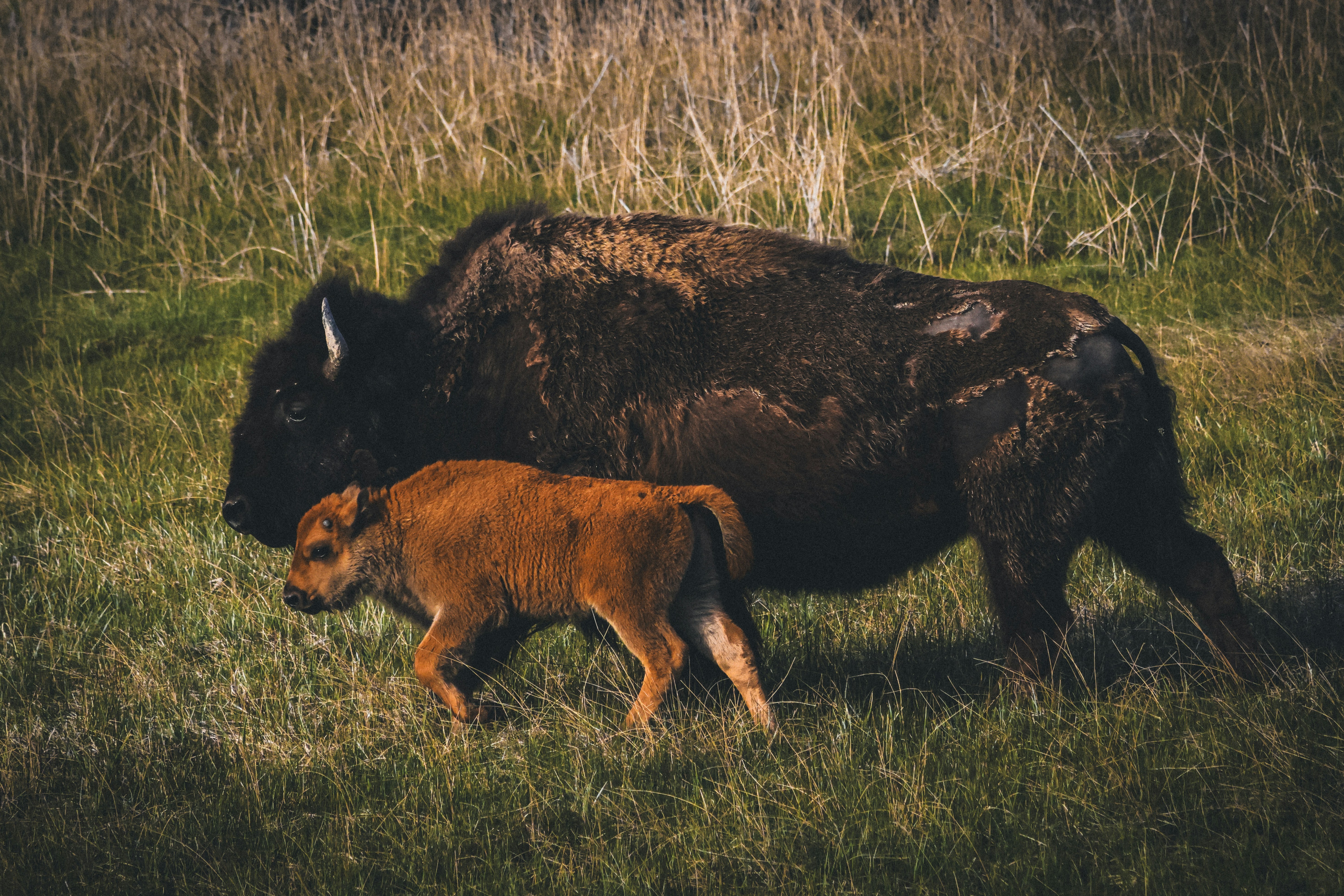 Bison with calf at Yellowstone National Park, Wyoming USA.