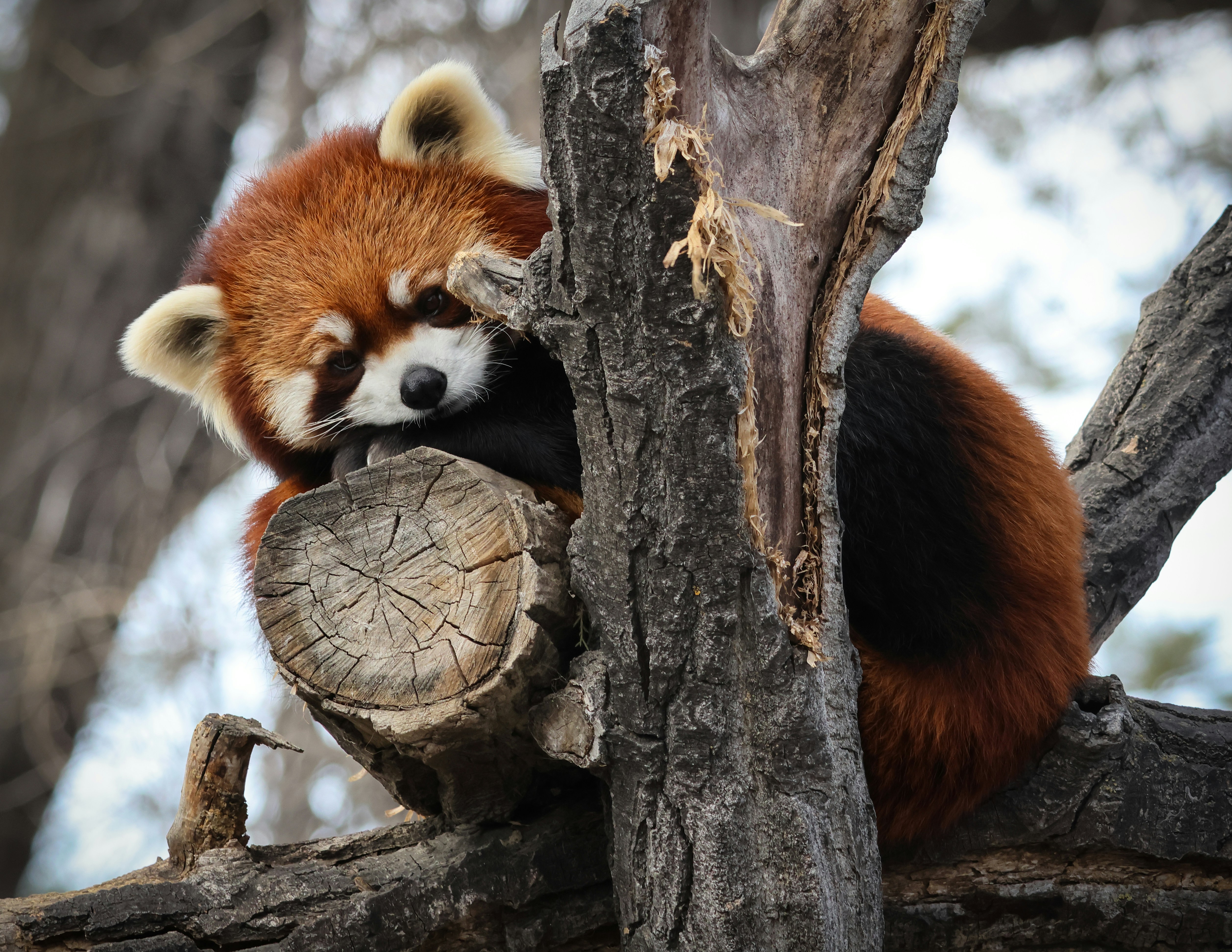 Red Panda Perched in a Knotty Embrace