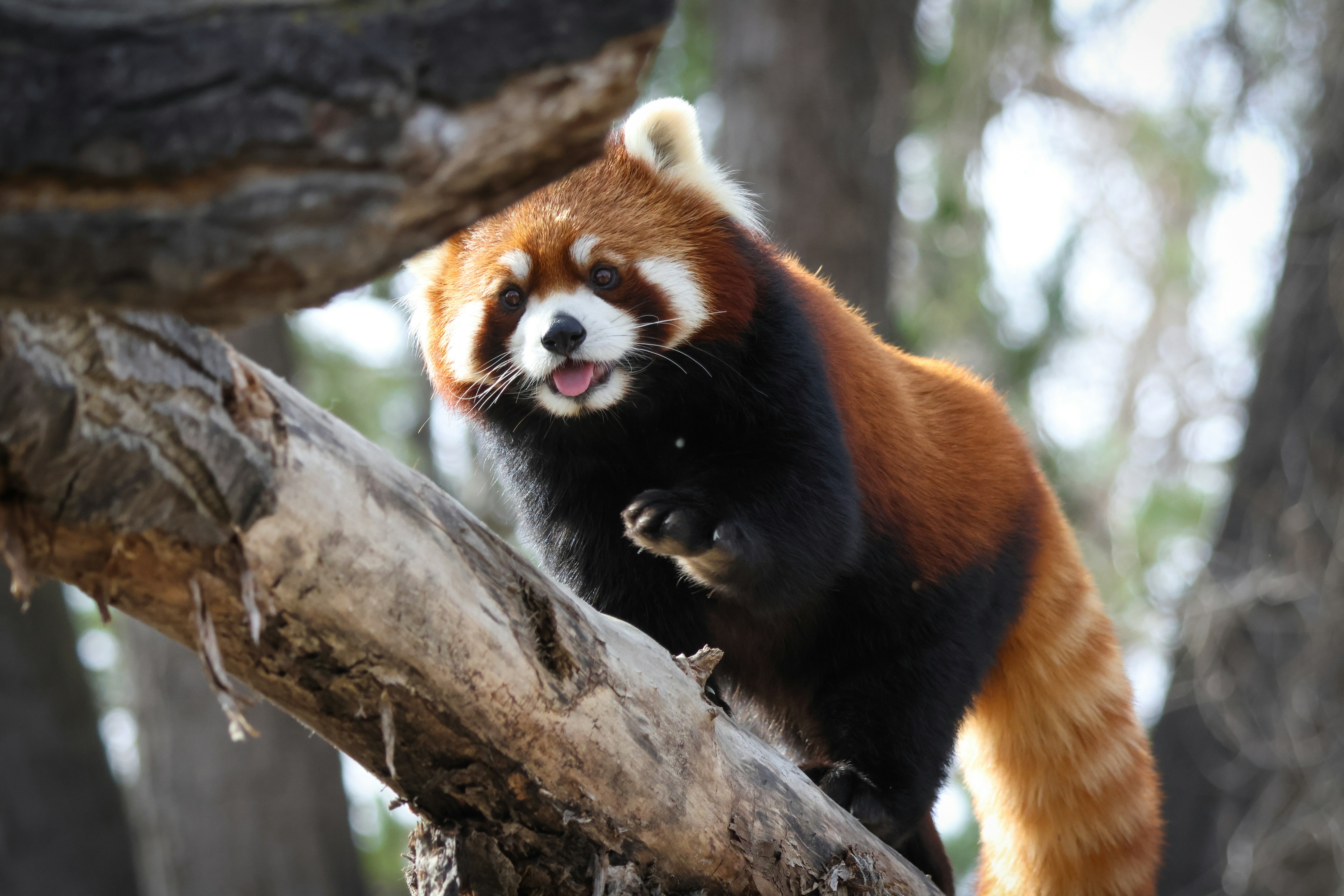 Curious Red Panda Climbing a Fallen Branch
