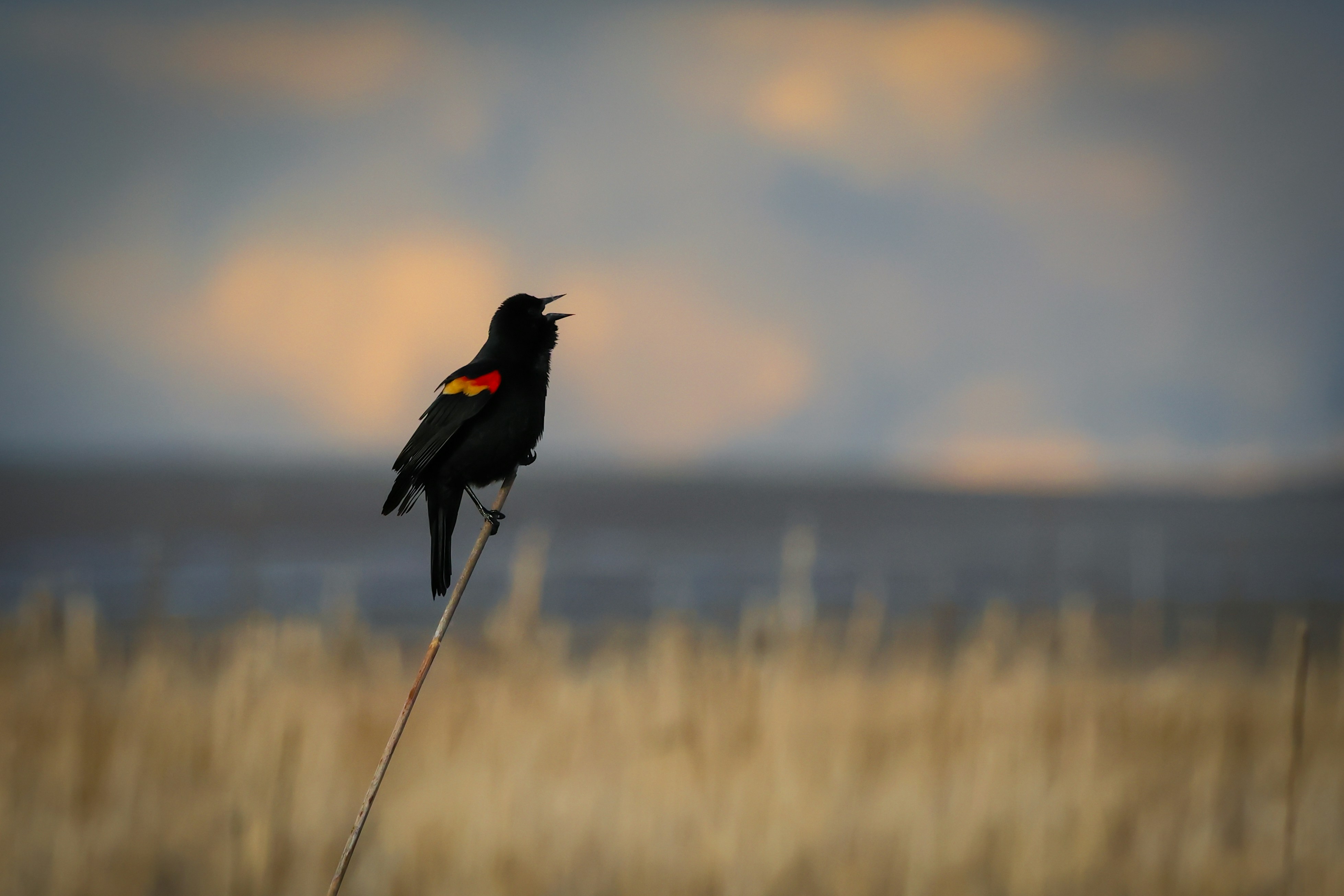 Crimson-Rimmed Sentinel on a Slender Reed