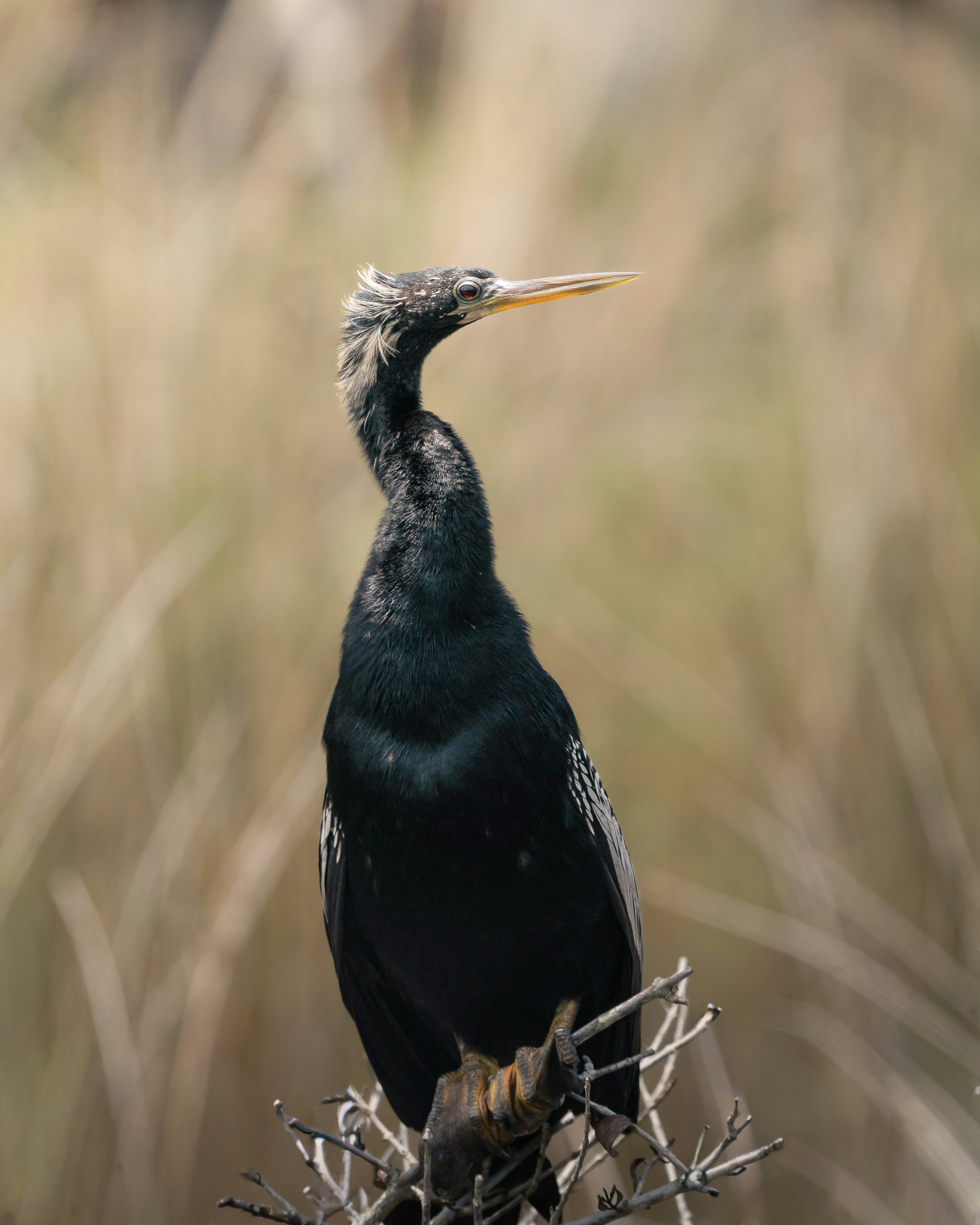 A solitary cormorant guards the reed-grass shoreline