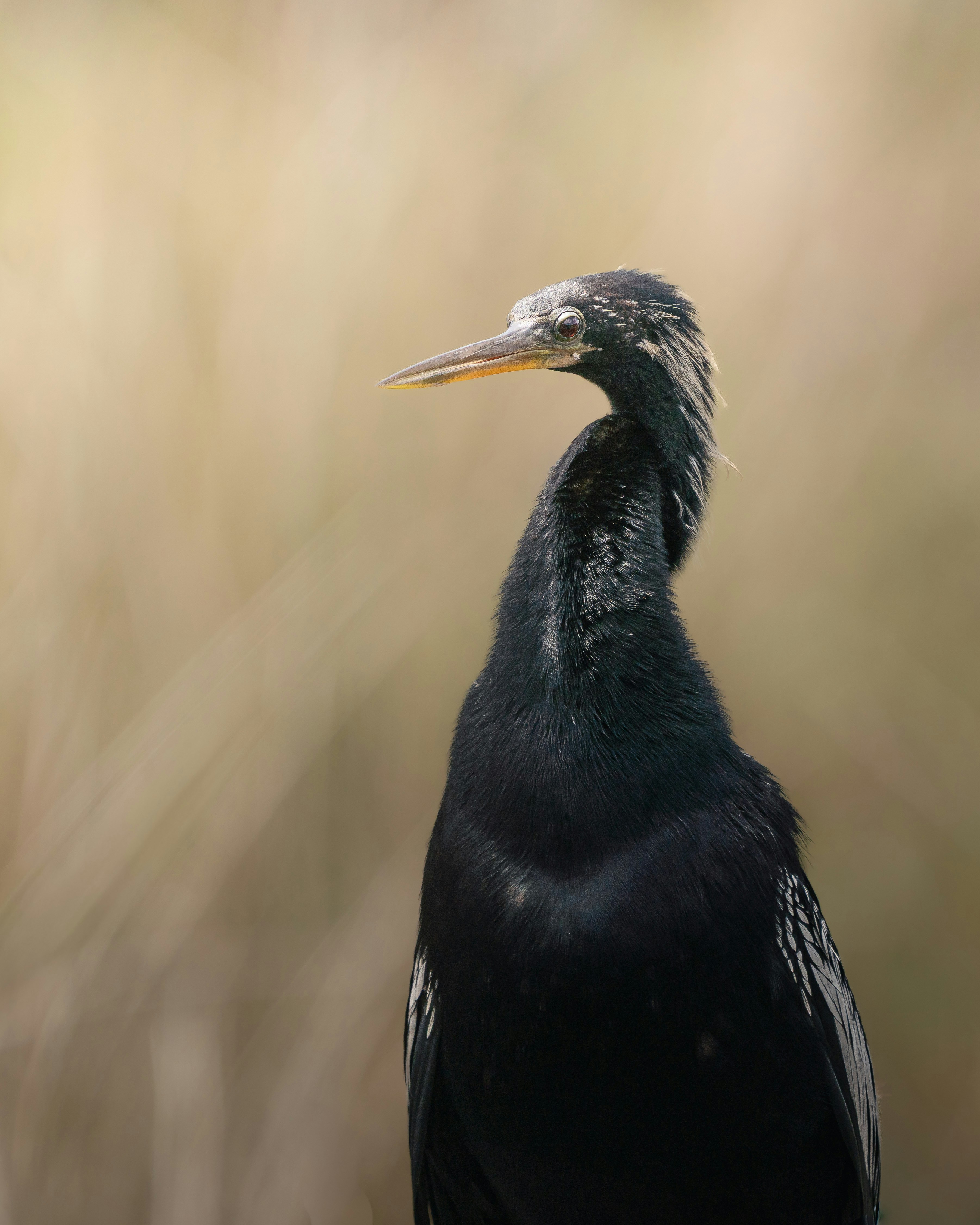 A close-up wildlife portrait of a black waterbird in its natural habitat. Captured in soft natural light with a clean background