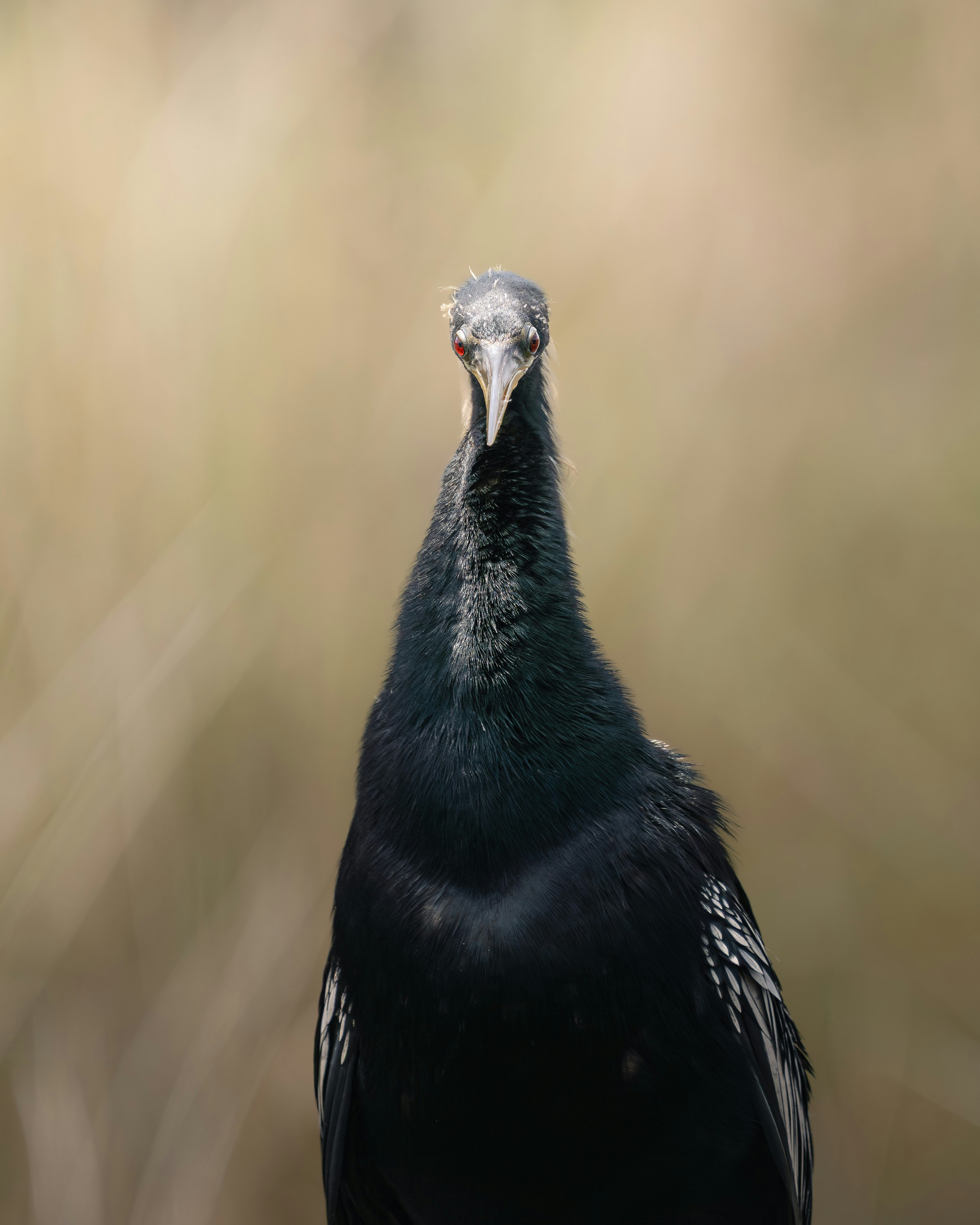 Stare of the Wetland King: Black Heron in Focus